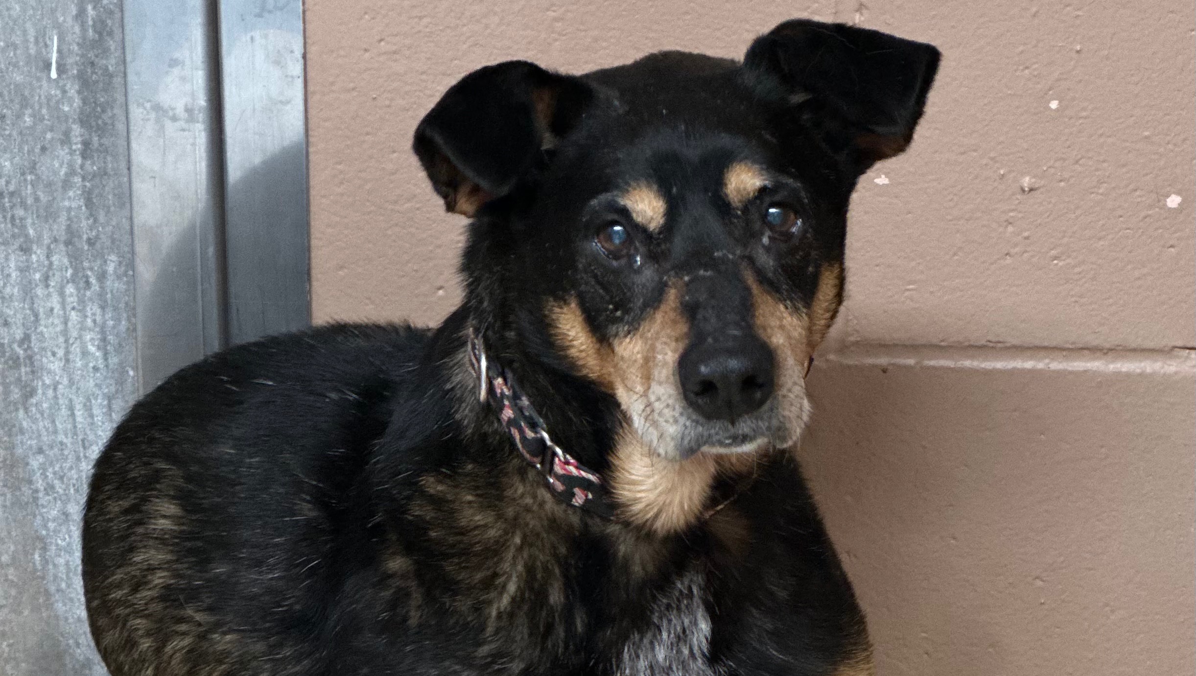 Fundraiser by WYATT SAMUEL : WYATT's Fight: Heartworm, Lyme, and Tumor