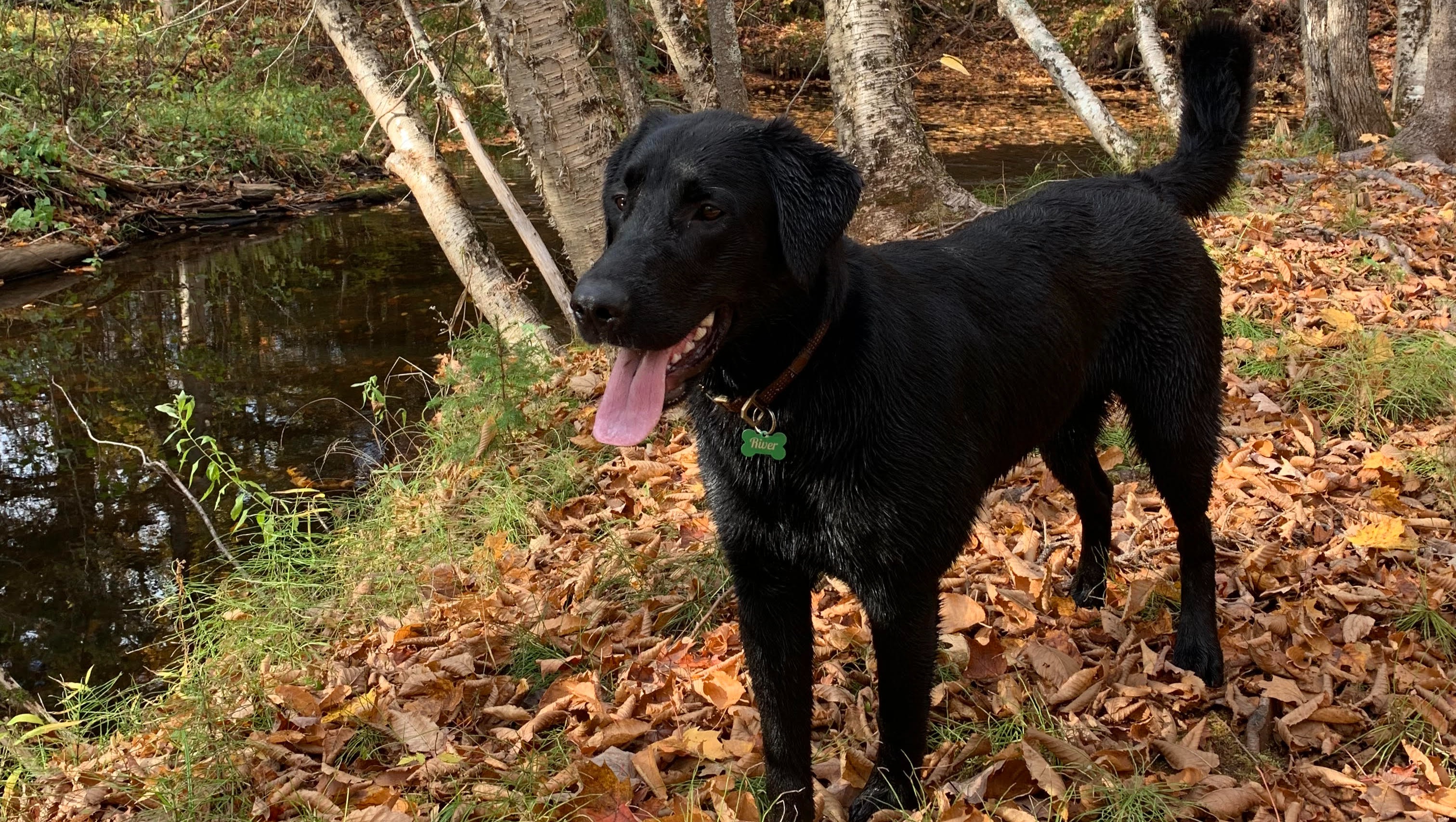 Fundraiser by Tammy Rix : Running for River: A Second Chance at Life