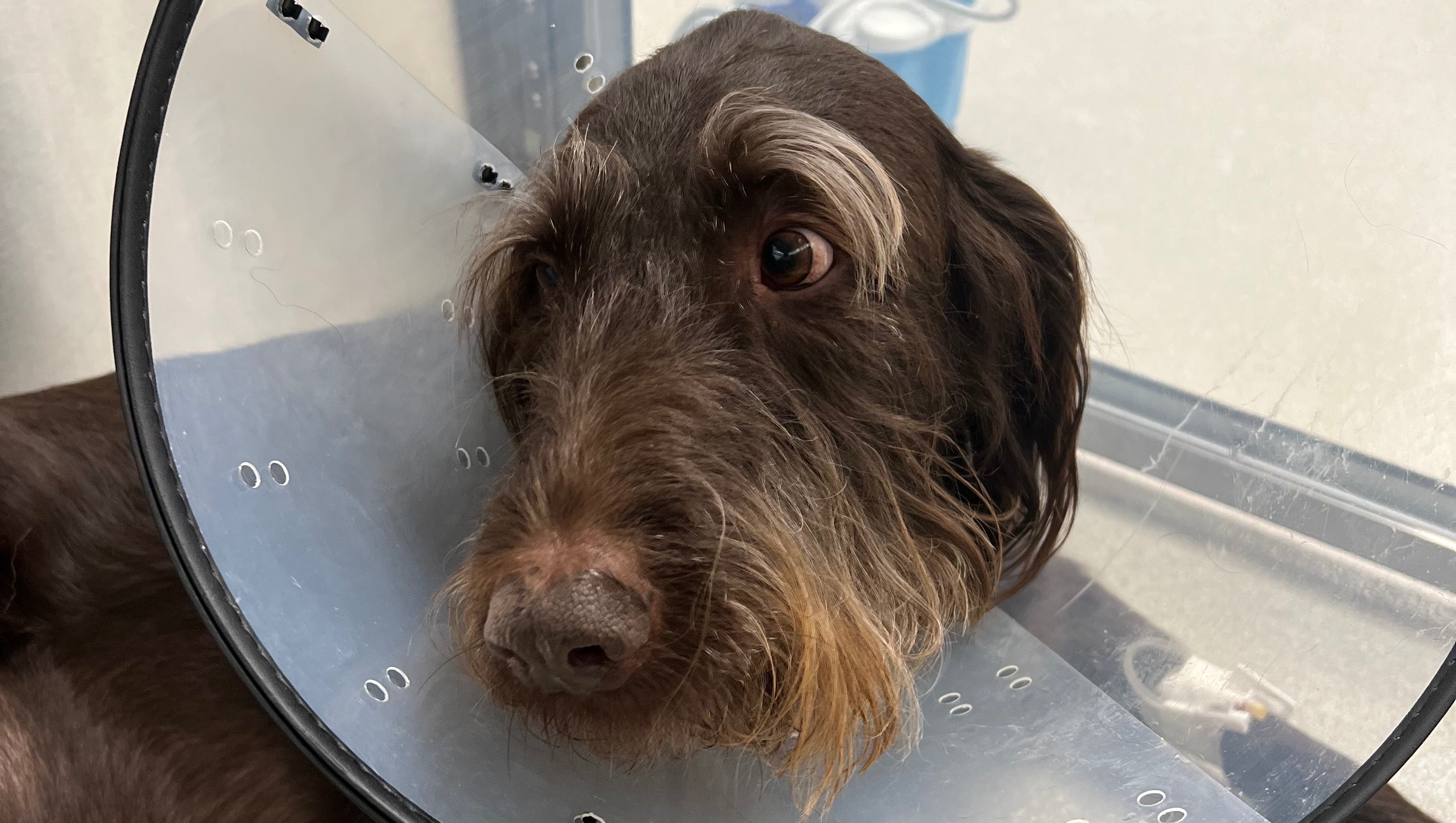 Fundraiser by Lexie Proctor : Help Moose Recover from Emergency Surgery