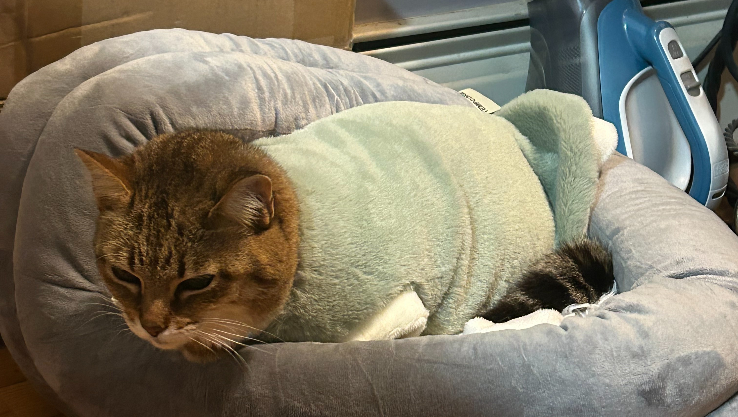 Fundraiser by Darien Lu : Support Buffy's Surgery for a Pain-Free Life