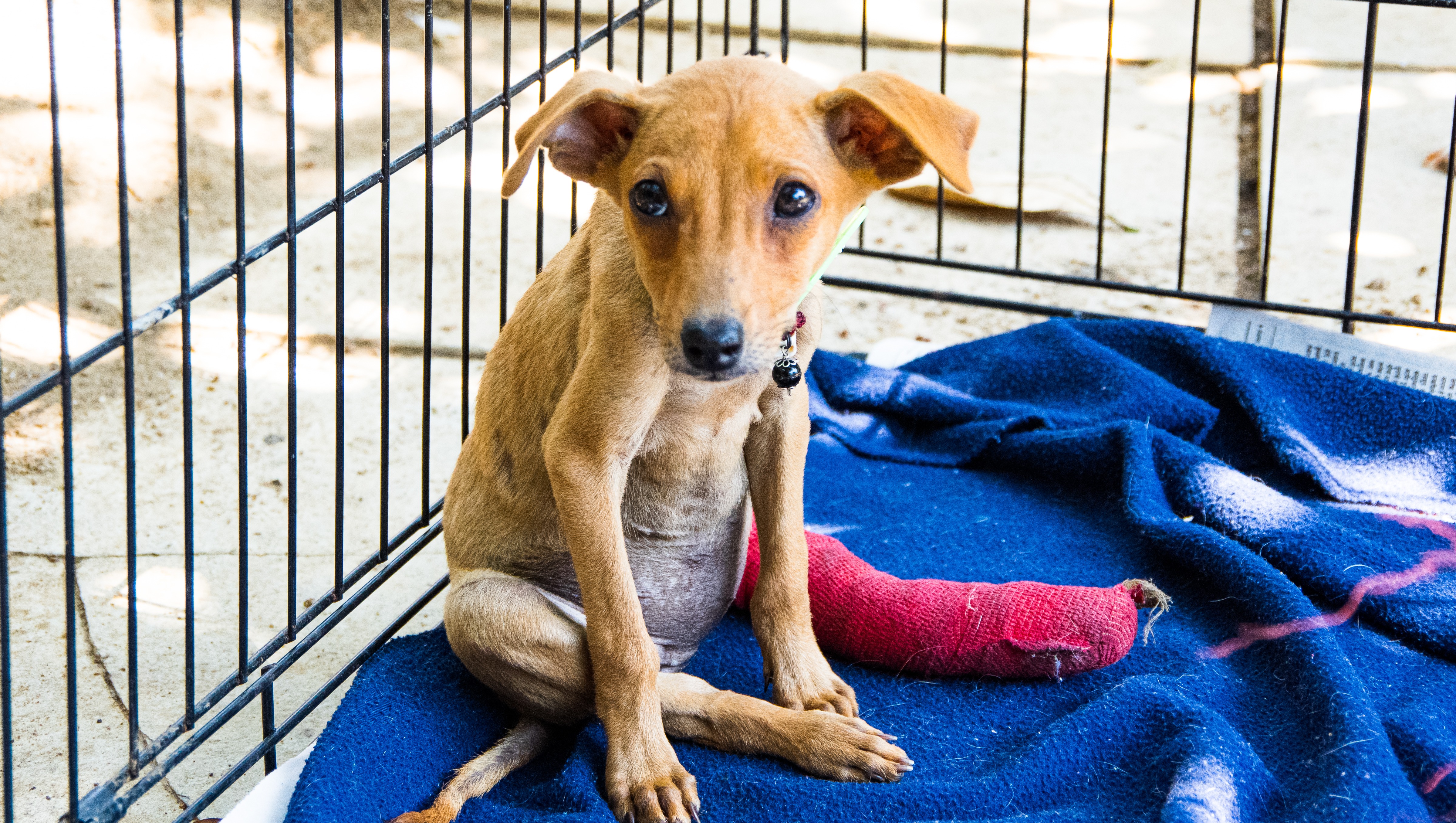 Fundraiser by Janie Oconnor : Provide life saving care to sick and ...