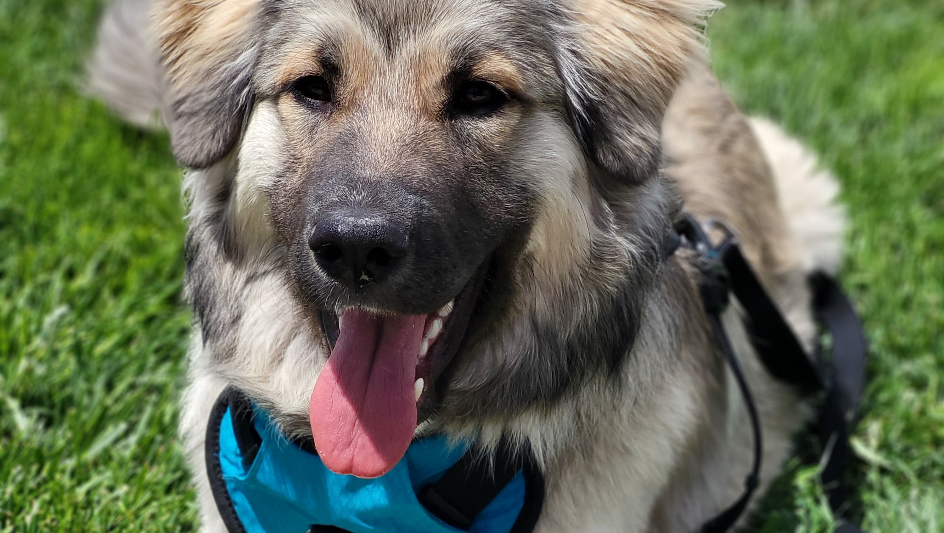 Fundraiser for Luz Pulido by Kylee Jenkins : Join Daisy's fight for her ...