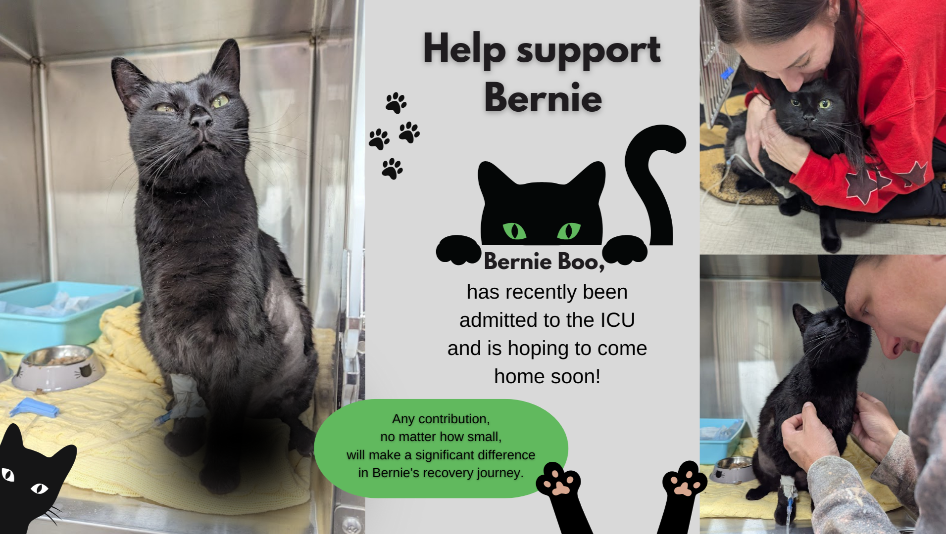 Fundraiser by Amara nichols : Support Bernie Boo's ICU Recovery Journey
