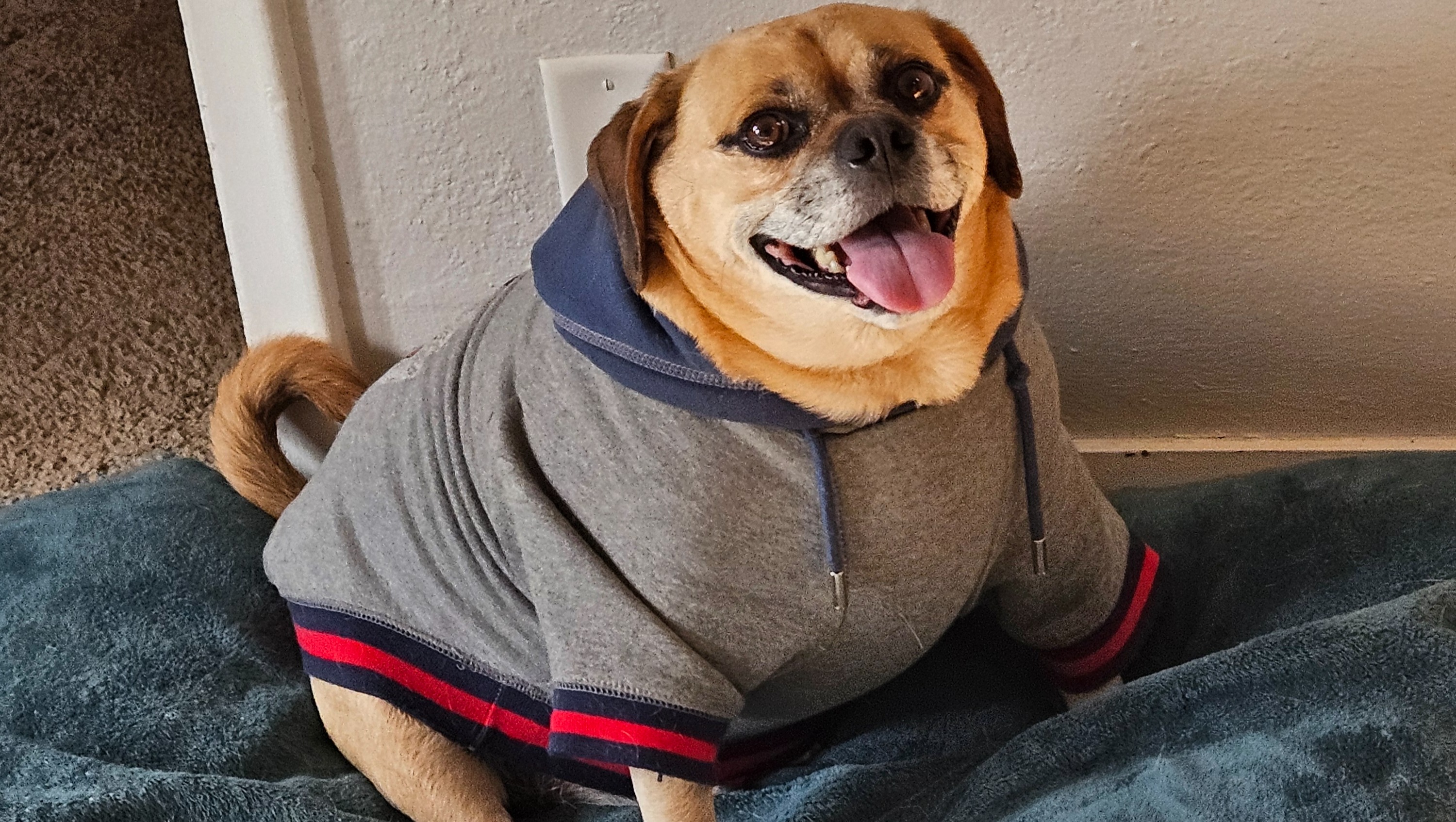 Fundraiser by Chris Loughlin : Help Eddie, the Puggle, Fight Tumor