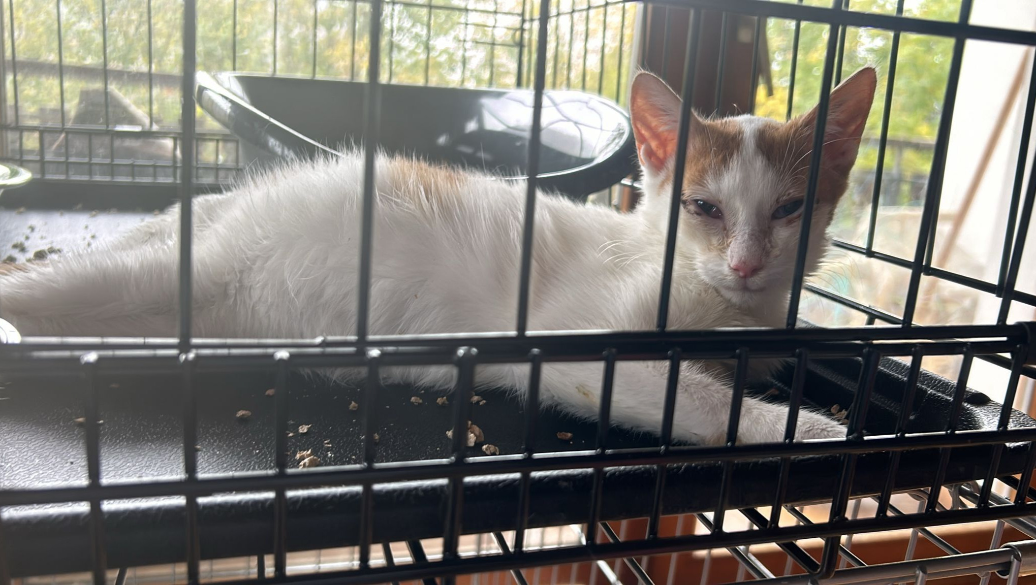 Fundraiser by Tierschutzverein Mensch und Tier Region Schwäbische Alb ...