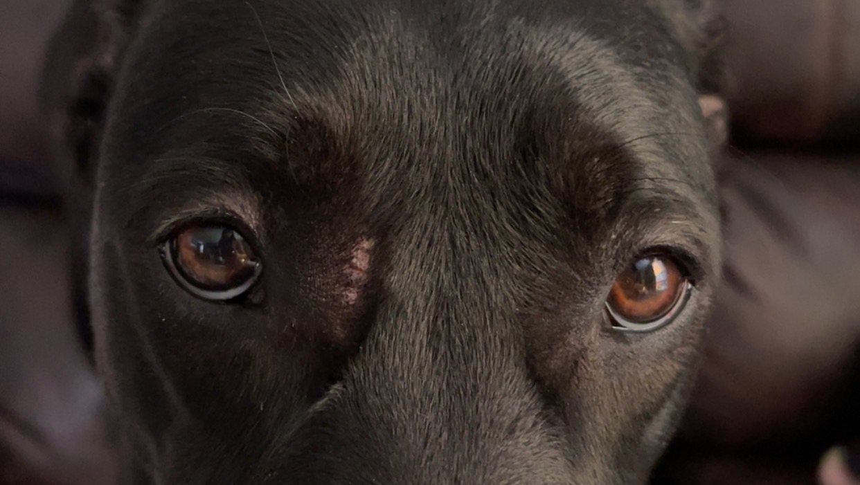 Fundraiser by Hannah Fleury : Help Mandi Get The Urgent Care She Needs