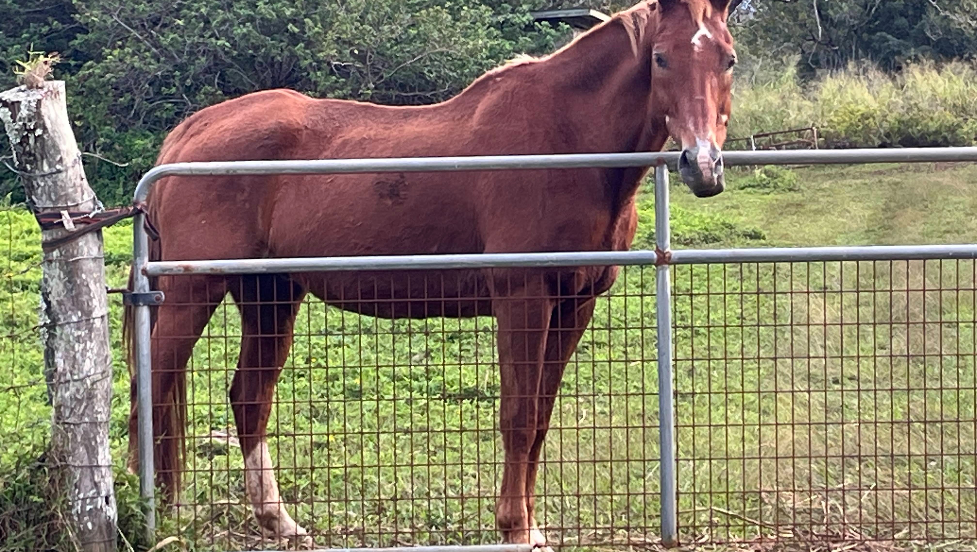 Fundraiser by Alex Witkin : Help Spirit Heal: Support for Hoof and ...