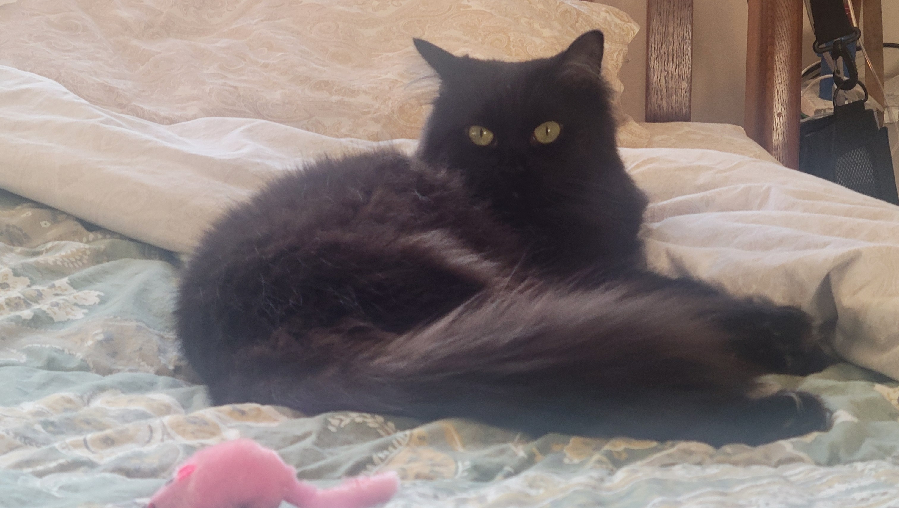 Fundraiser by Wendy Thompson : Cat's Painful Gingivitis Requires Urgent ...