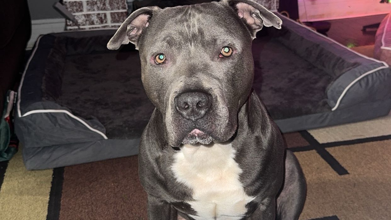 Fundraiser by Michael Newman : Save Otis: Urgent Surgery Needed