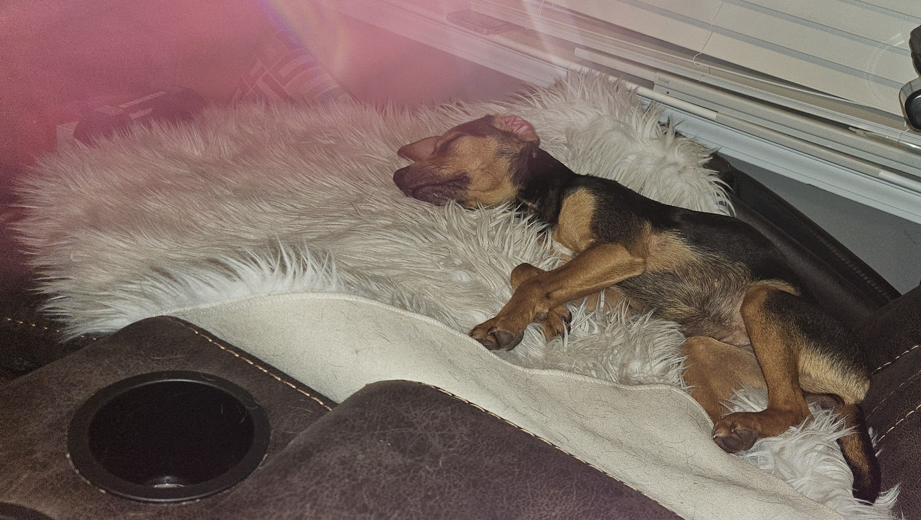 Fundraiser by Alexander Yearsley : Support Roxie's Second Chance at ...