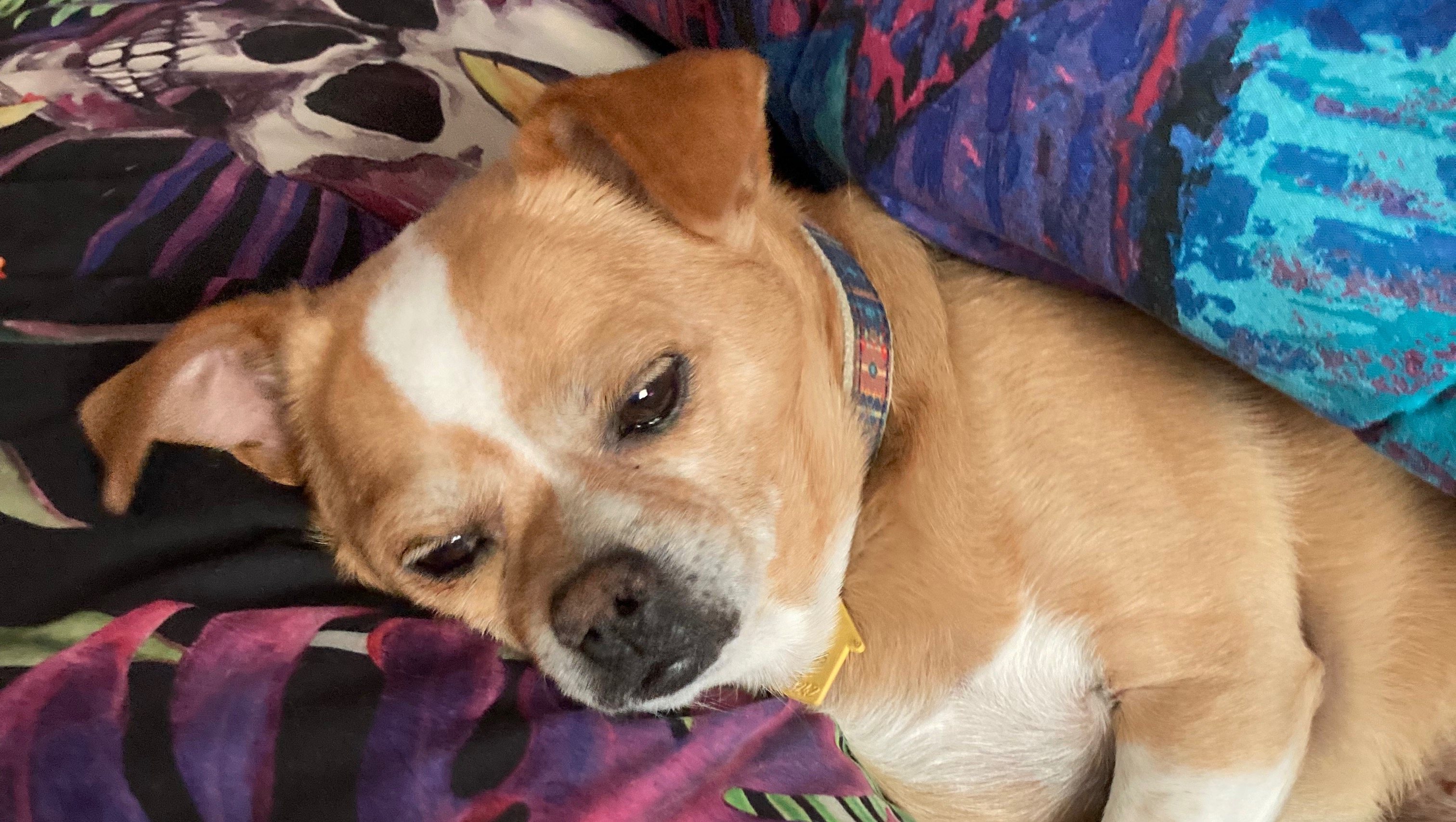 Fundraiser by Tobi Luna : Sweet Bogo Pogo Needs Your Help With Hospital ...