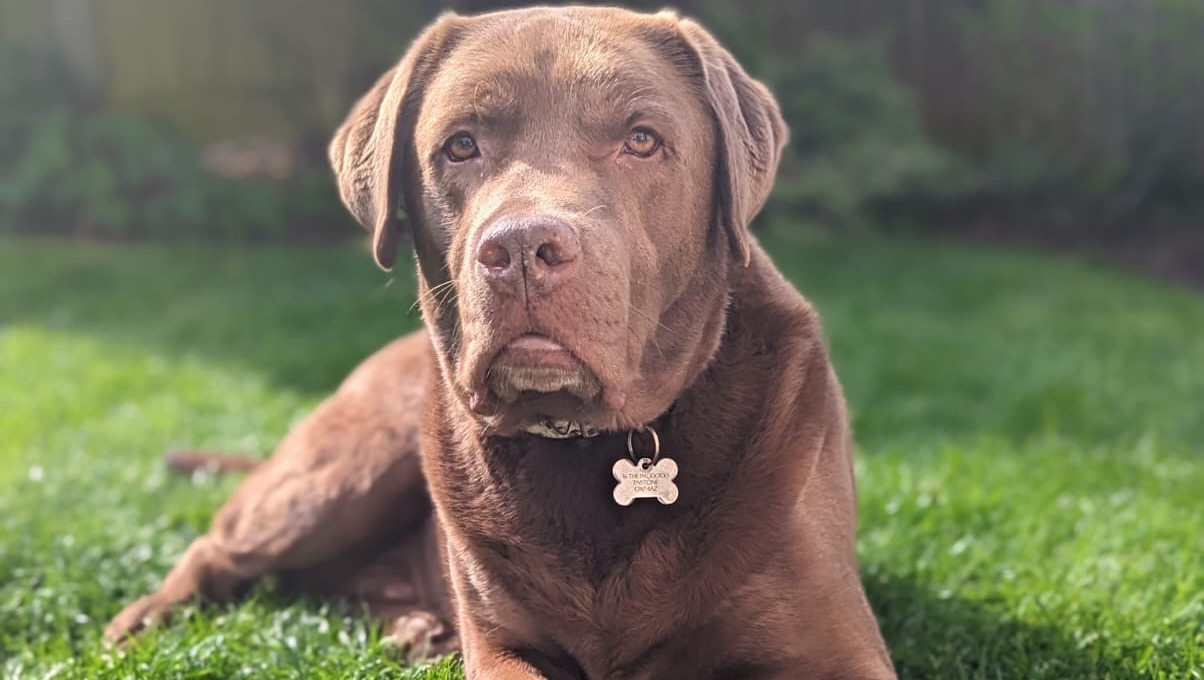 Fundraiser for Sarah Noyce by Emily Weir : Woody’s Orthopaedic Surgeries