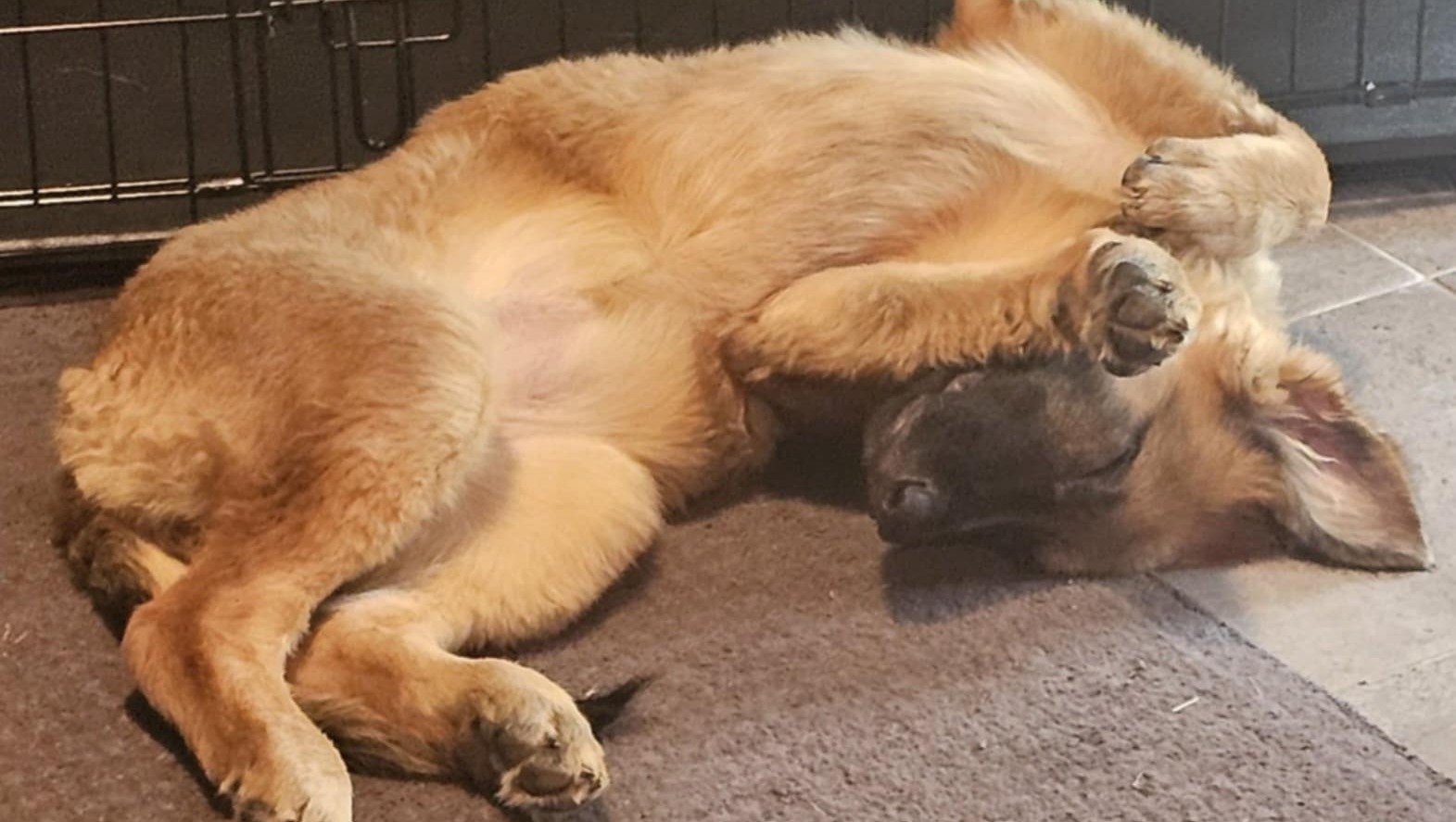 Fundraiser by Amber Jaques : Help Jaques Family Train Nyx for ...