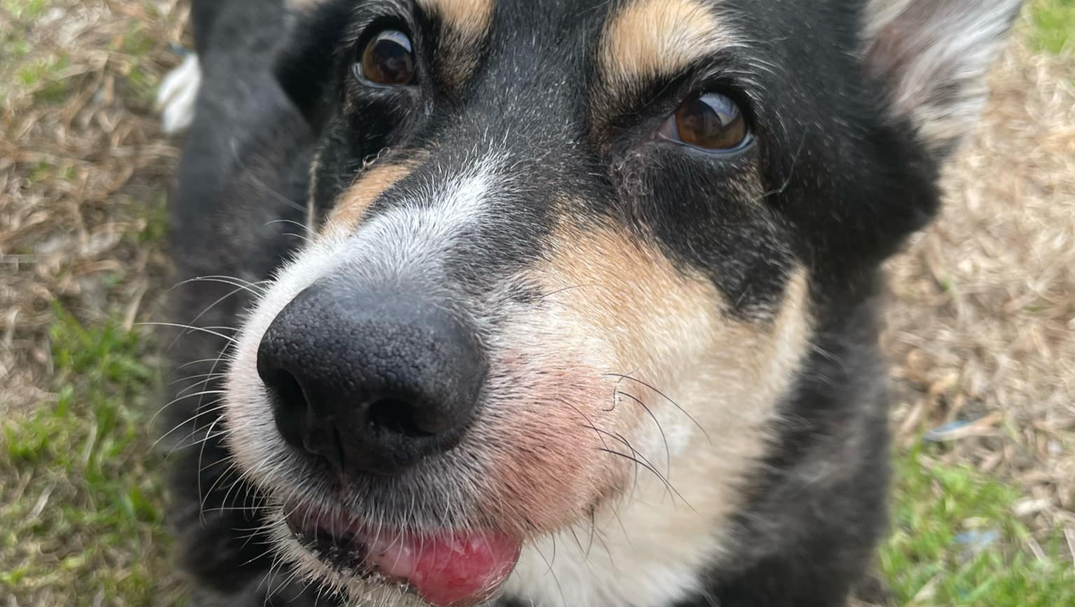 Fundraiser by Nathan DeLoach : Lend a Helping Paw for T. Rex: Support ...