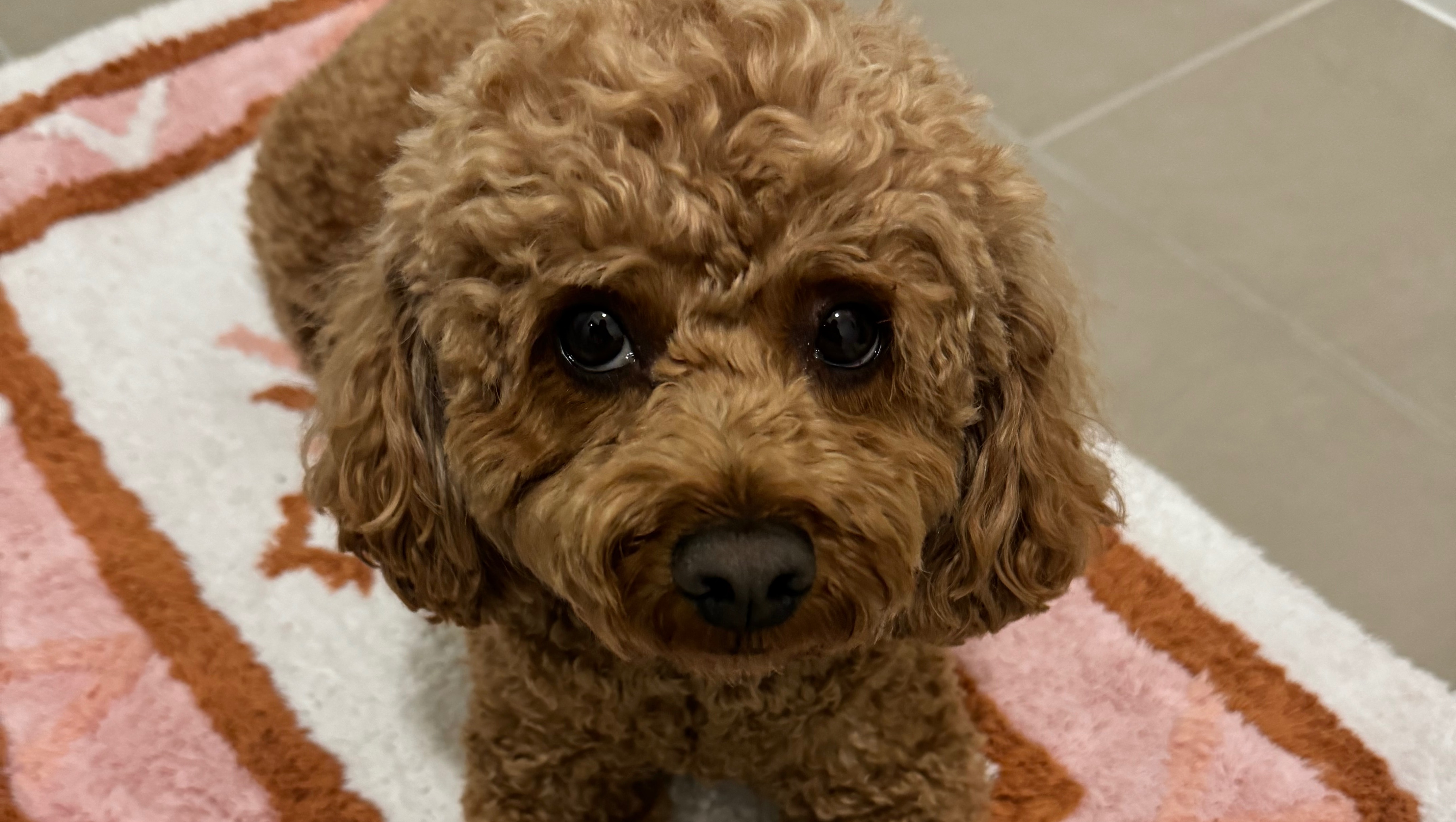 Fundraiser by Courtney Gatica : Please help baby Rosie fight against IMHA
