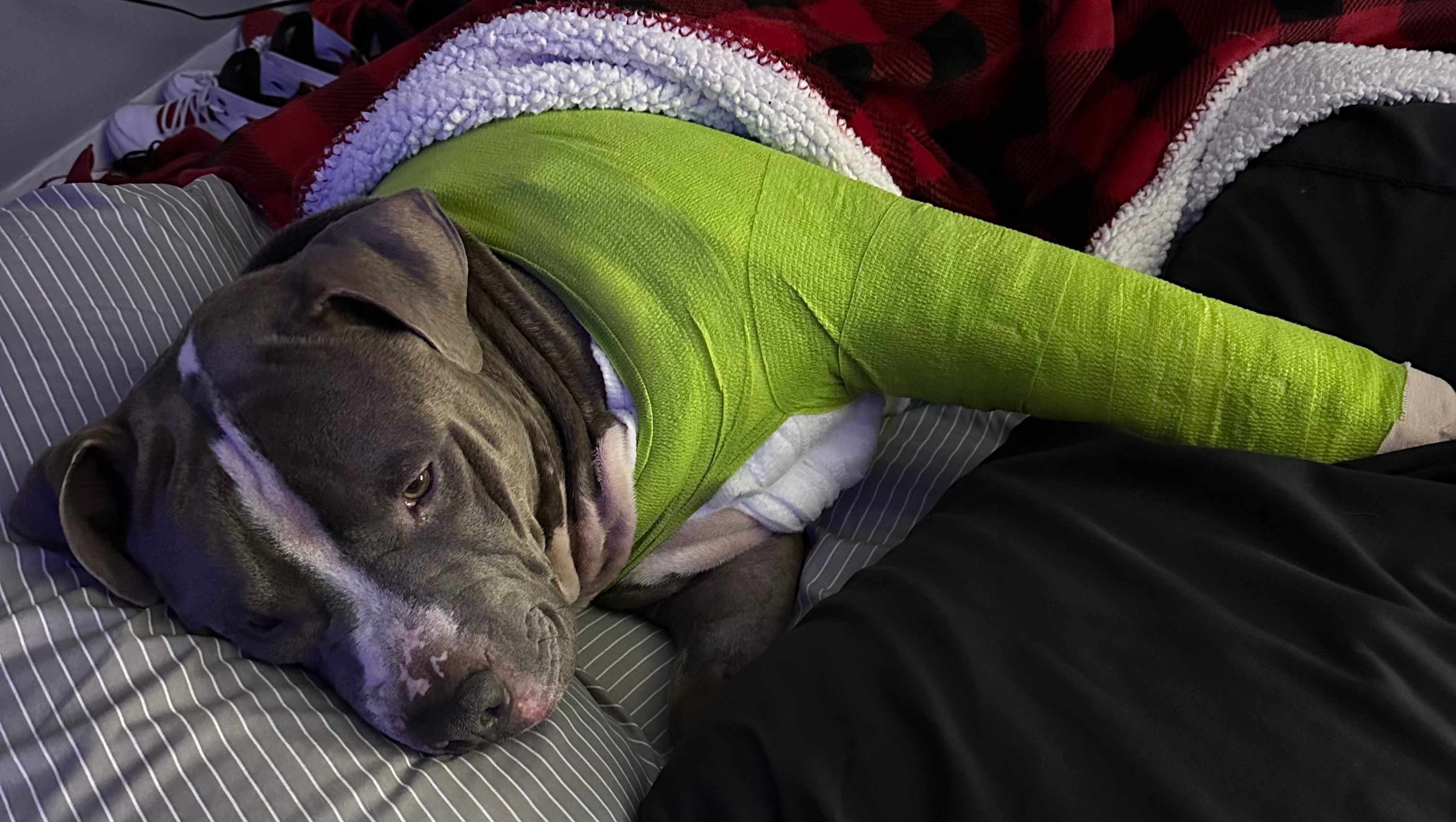 Fundraiser by Allison Mays : Save Chief's Leg, Ease His Pain