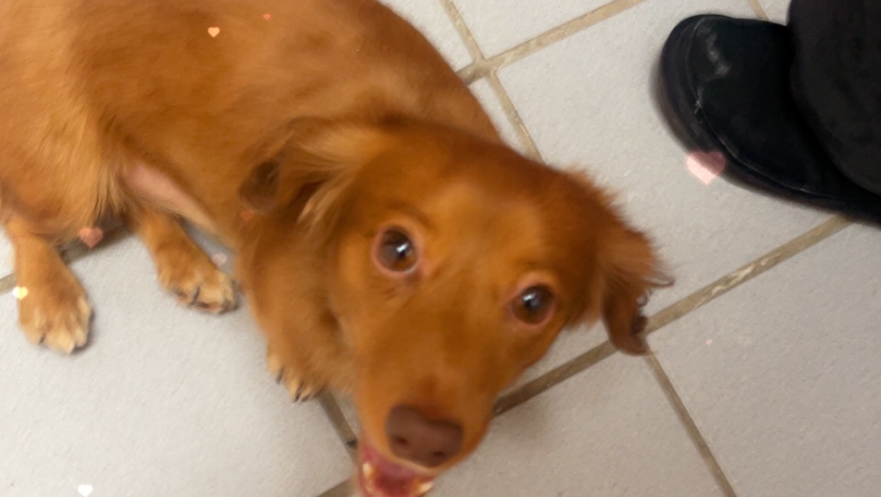 Fundraiser by Jordan Rothstein : Stuie’s Surgery: A Chance to Walk Again