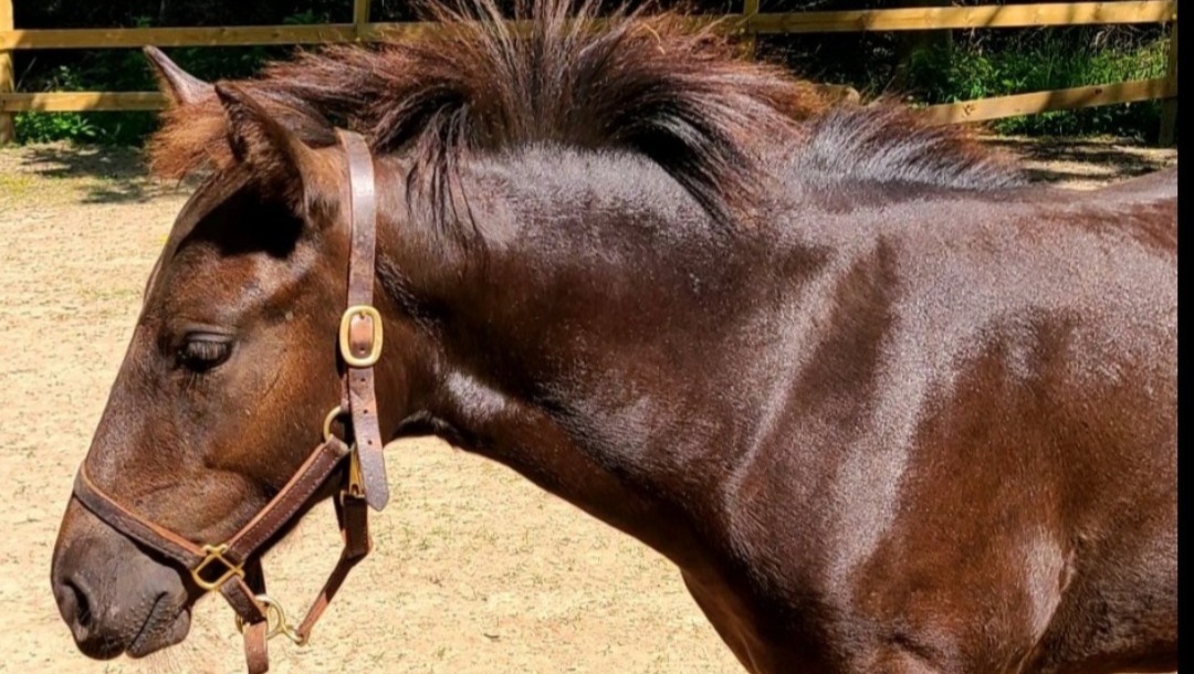 Fundraiser by Nancy Knab : Save Willow: Cervical Spinal Surgery needed