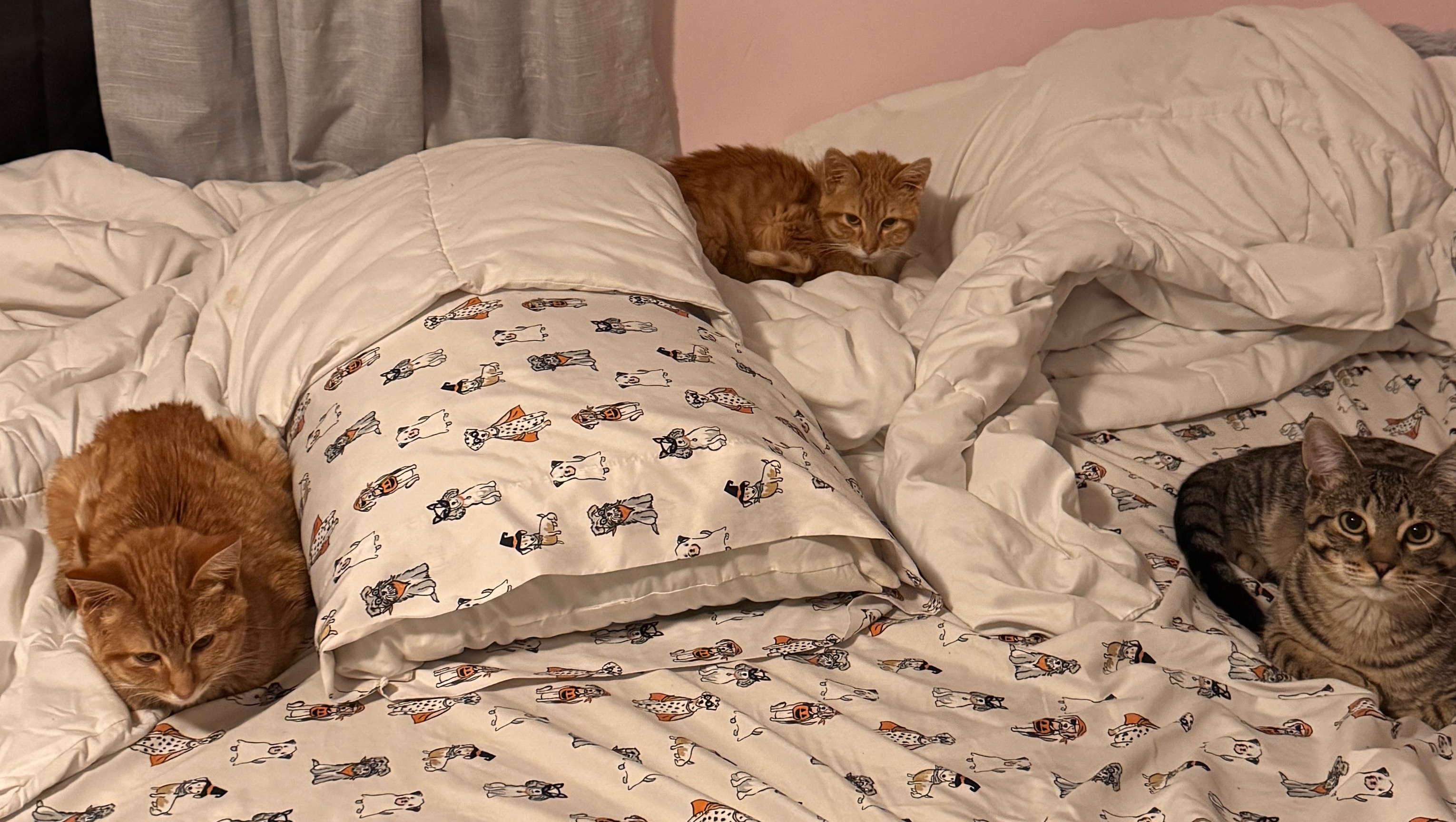 Fundraiser by Kassie Johnson : Help Archie, Beans, and Crew Fight FIP