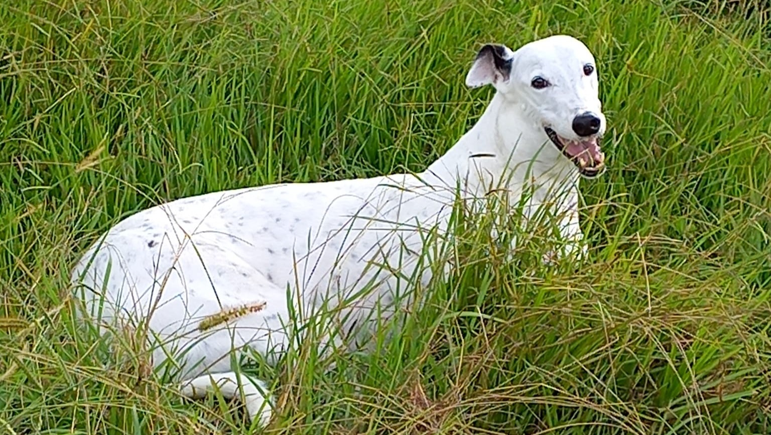 Fundraiser by Susan Moore : Walk for Snowie ! In honour of Snowie our ...