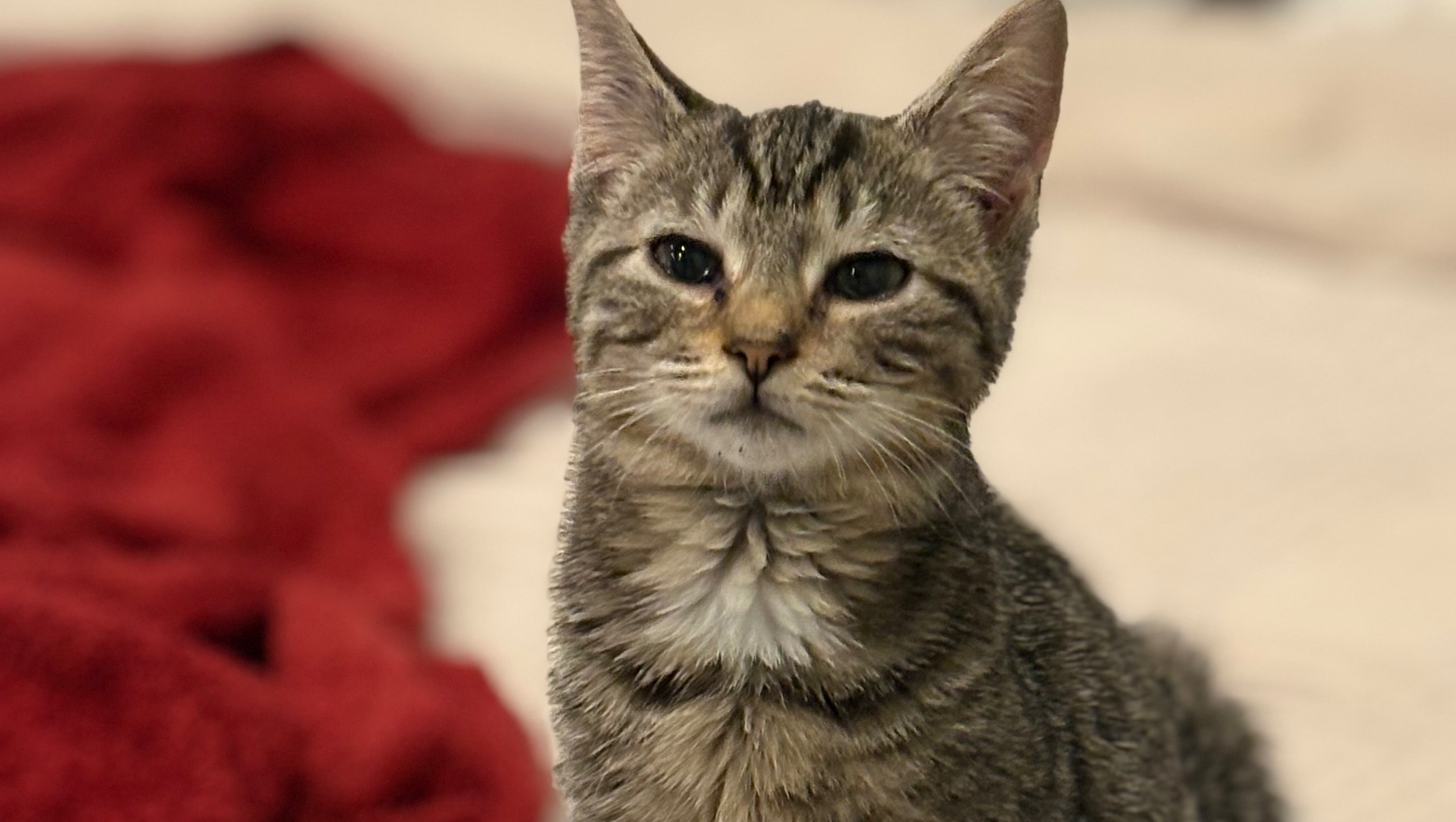 Fundraiser by Niara Plaza-Torruella : Please Help Us Save Plato