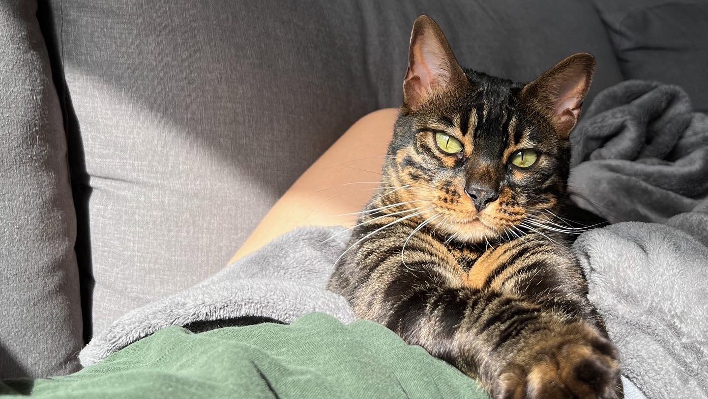Fundraiser by Sabrina Page : Support for my cat Elliot