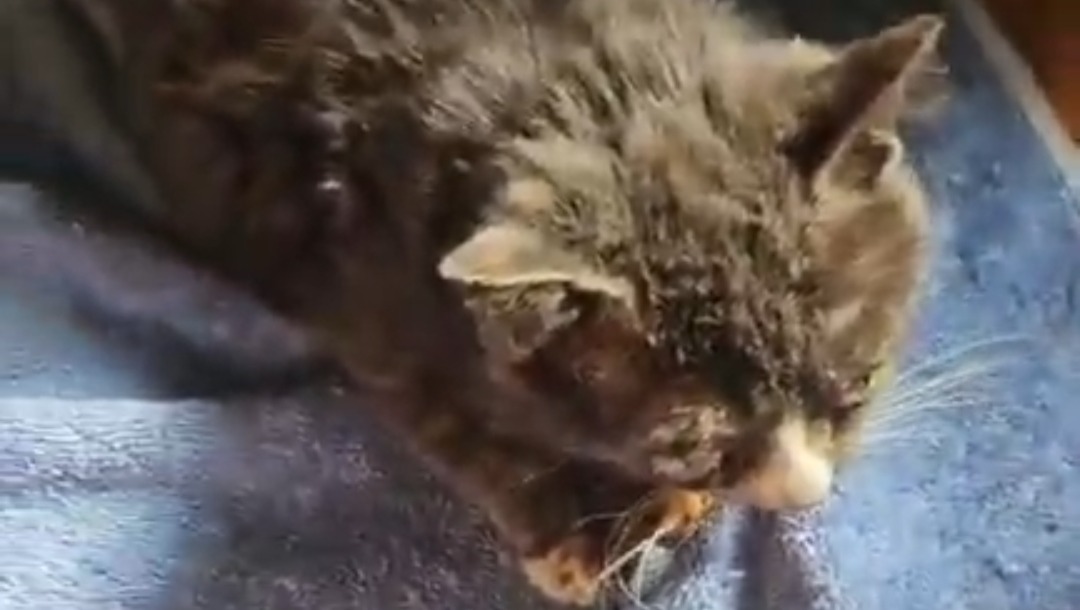Fundraiser by Nebraska Loves Cats : Bernardo Needs Surgery Please Help ...