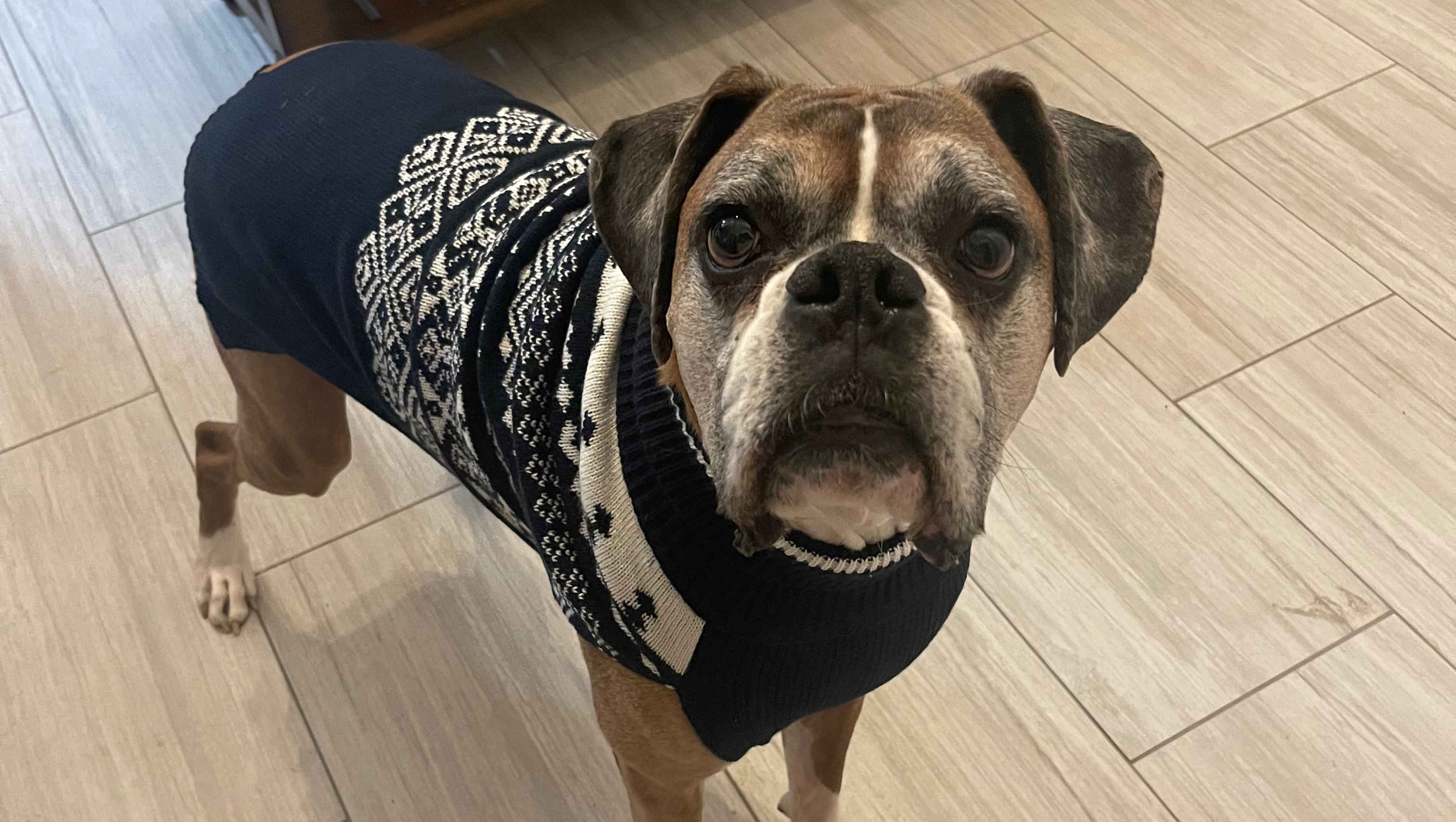 Fundraiser by Ashley Russell : Support Canon's Healing: From ICU to Home