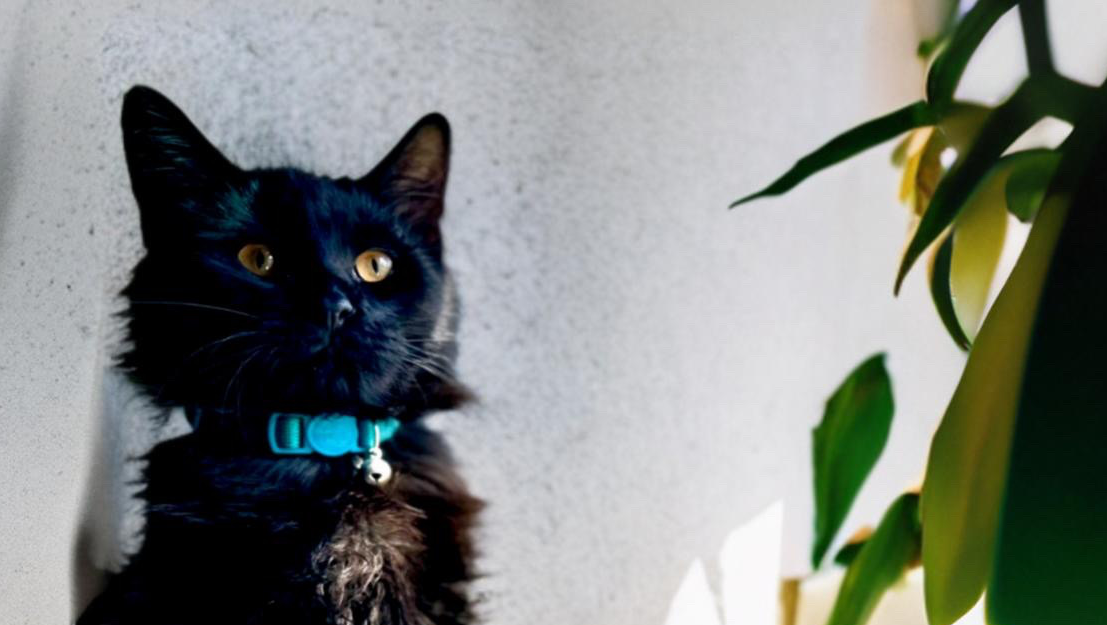Fundraiser by Jessica Sedano : Emergency Aid for Cat Noir's Paw Surgery