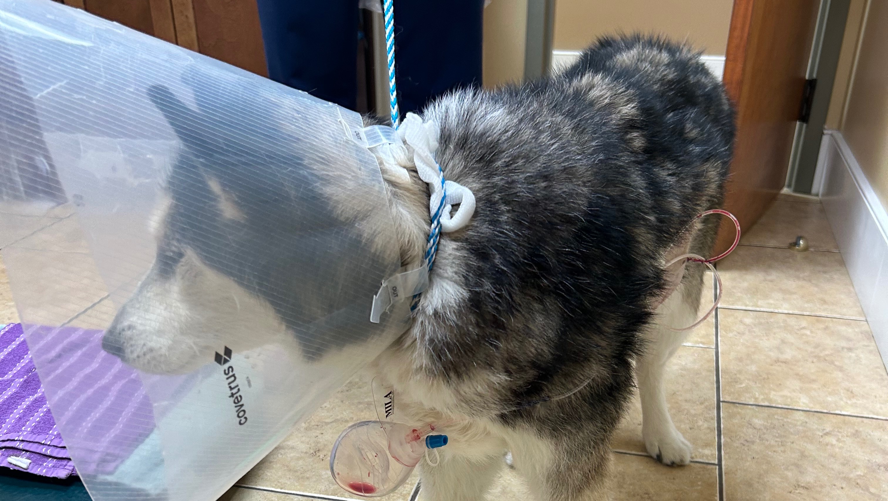 Fundraiser by Scott Connell : Support Kaia's Healing Journey