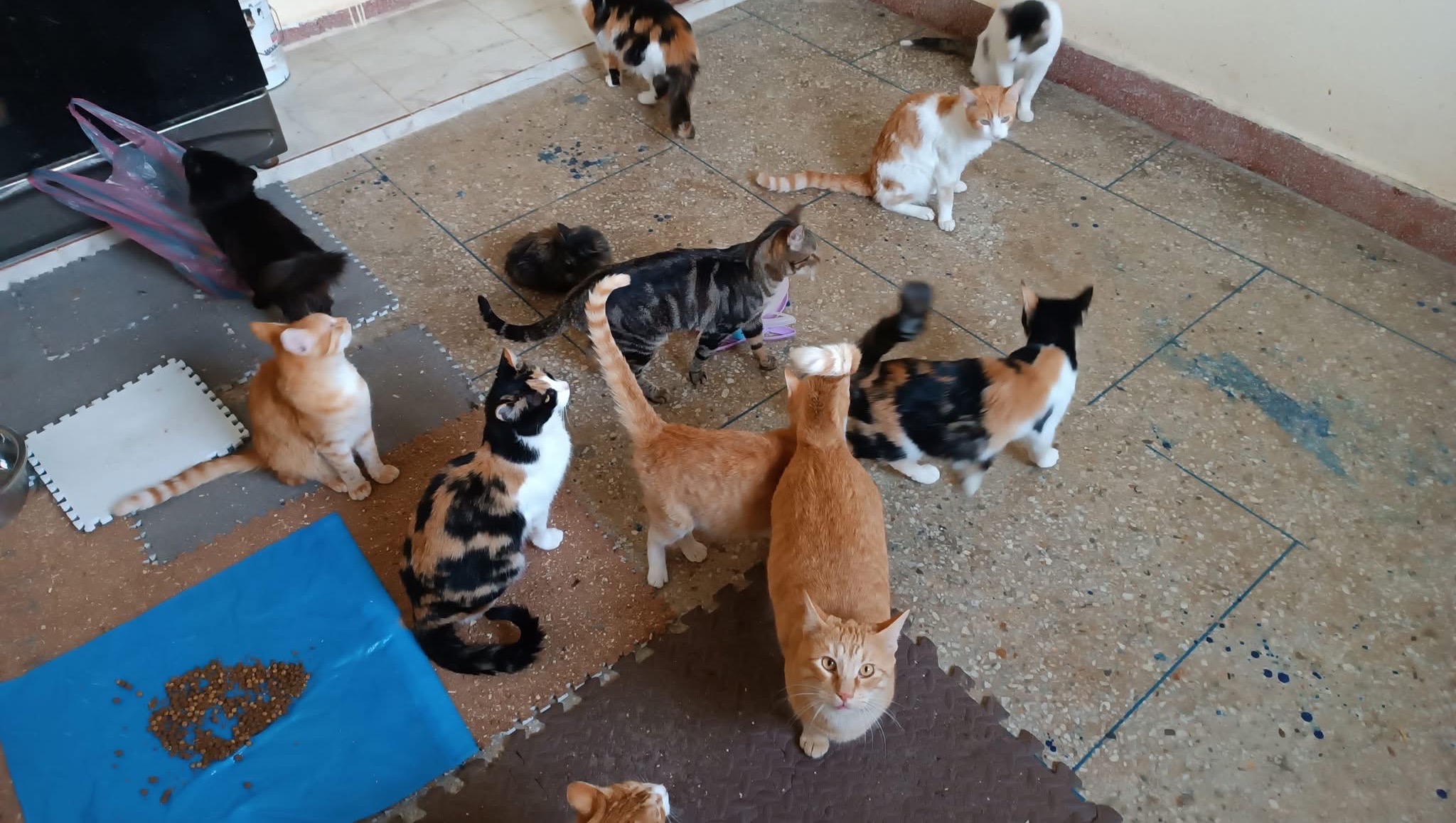 Fundraiser by Julie Roche : Help is fight cancer