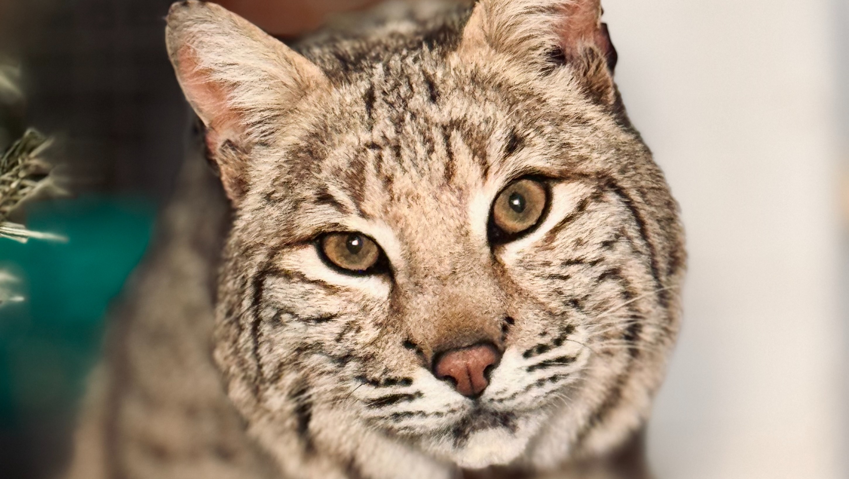 Fundraiser by Chris Moiser : Build Bode, the Bobcat, a new home