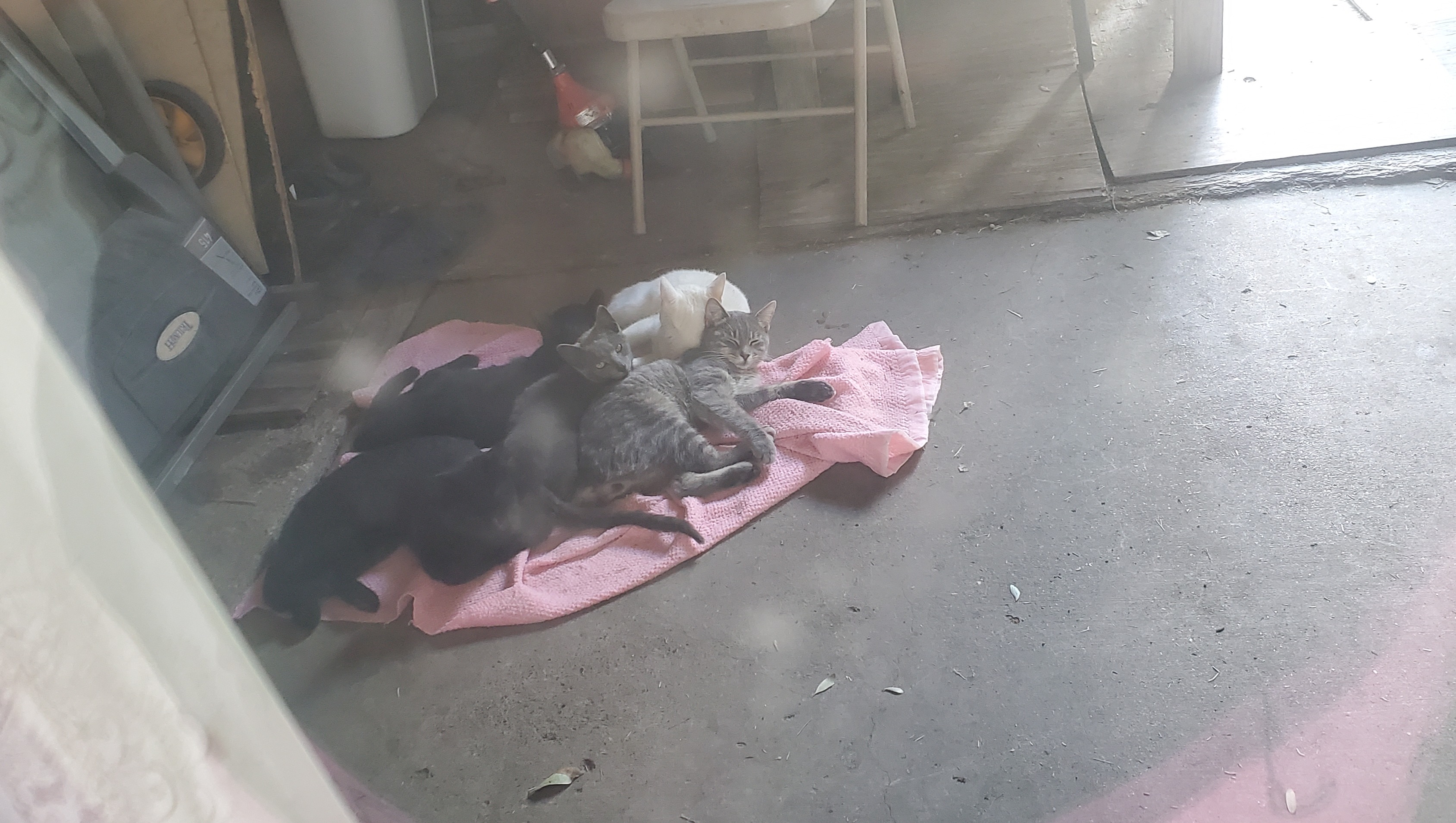 Fundraiser for Victor Ontiveros by Yarexy Ortuno : Support Spaying 6 ...