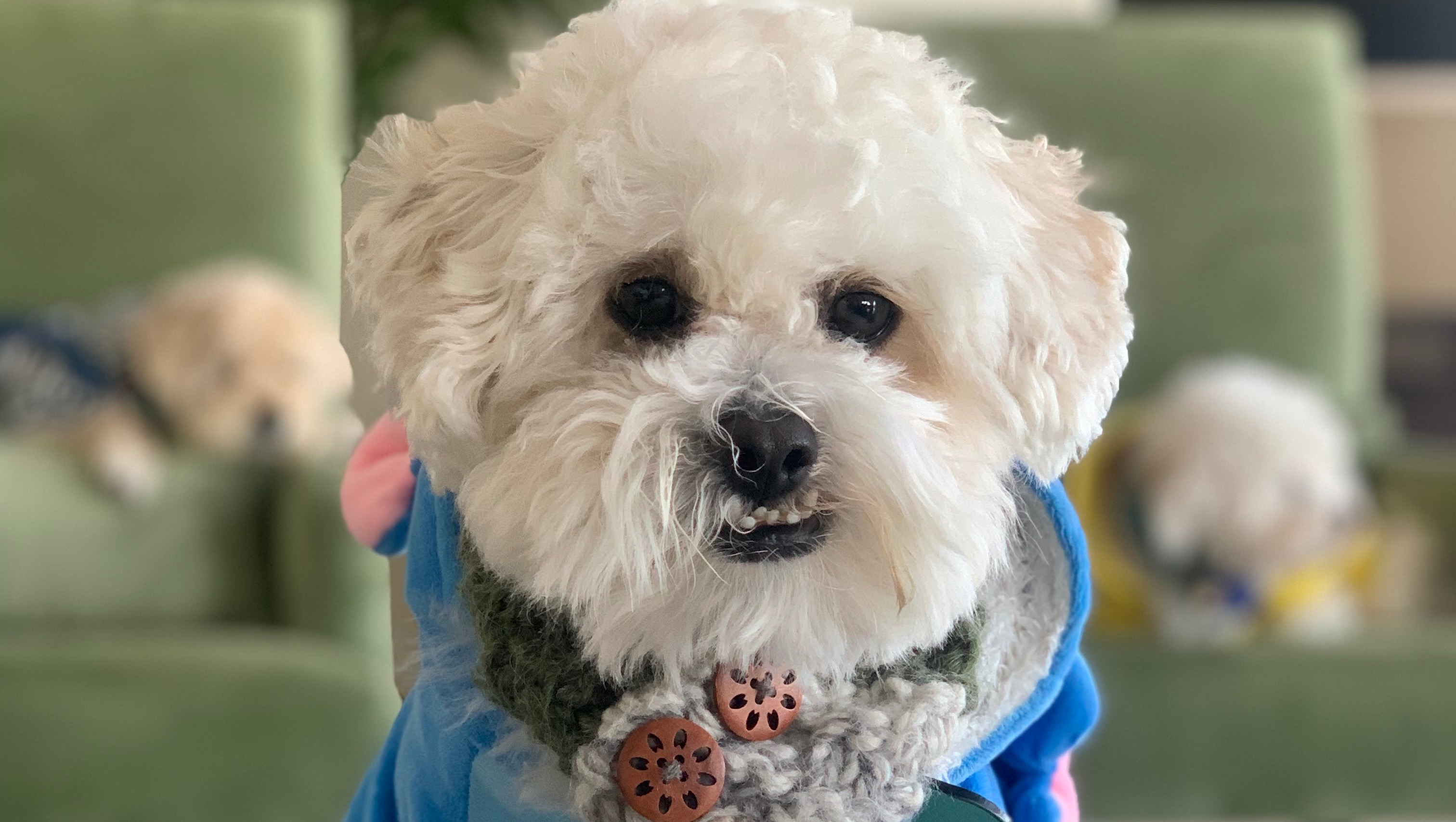 Fundraiser by Sherry Chua : Help Yogurt See Again: Support His SARDS Battle