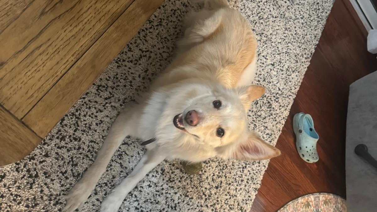 Fundraiser by Rawan Saba : Save Our Beloved Dog Kahlua's Life