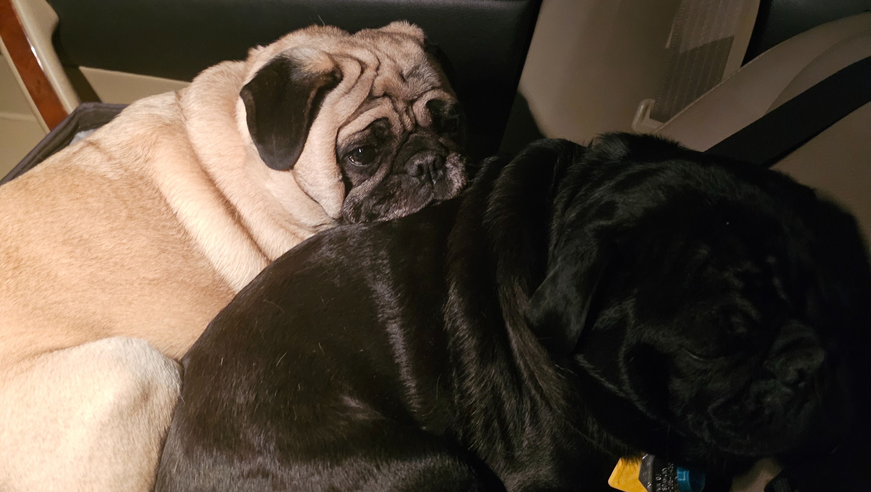 Fundraiser by Tim Cryderman Jr. : Support Chato's Family in Urgent Move