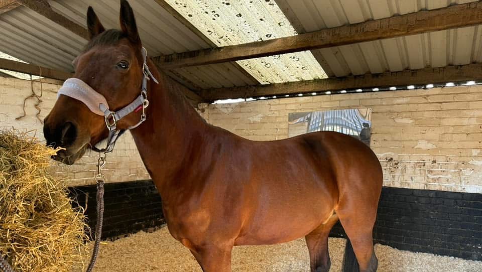 Fundraiser for Sarah Moore by Chelsey Harper : Help for Charlie
