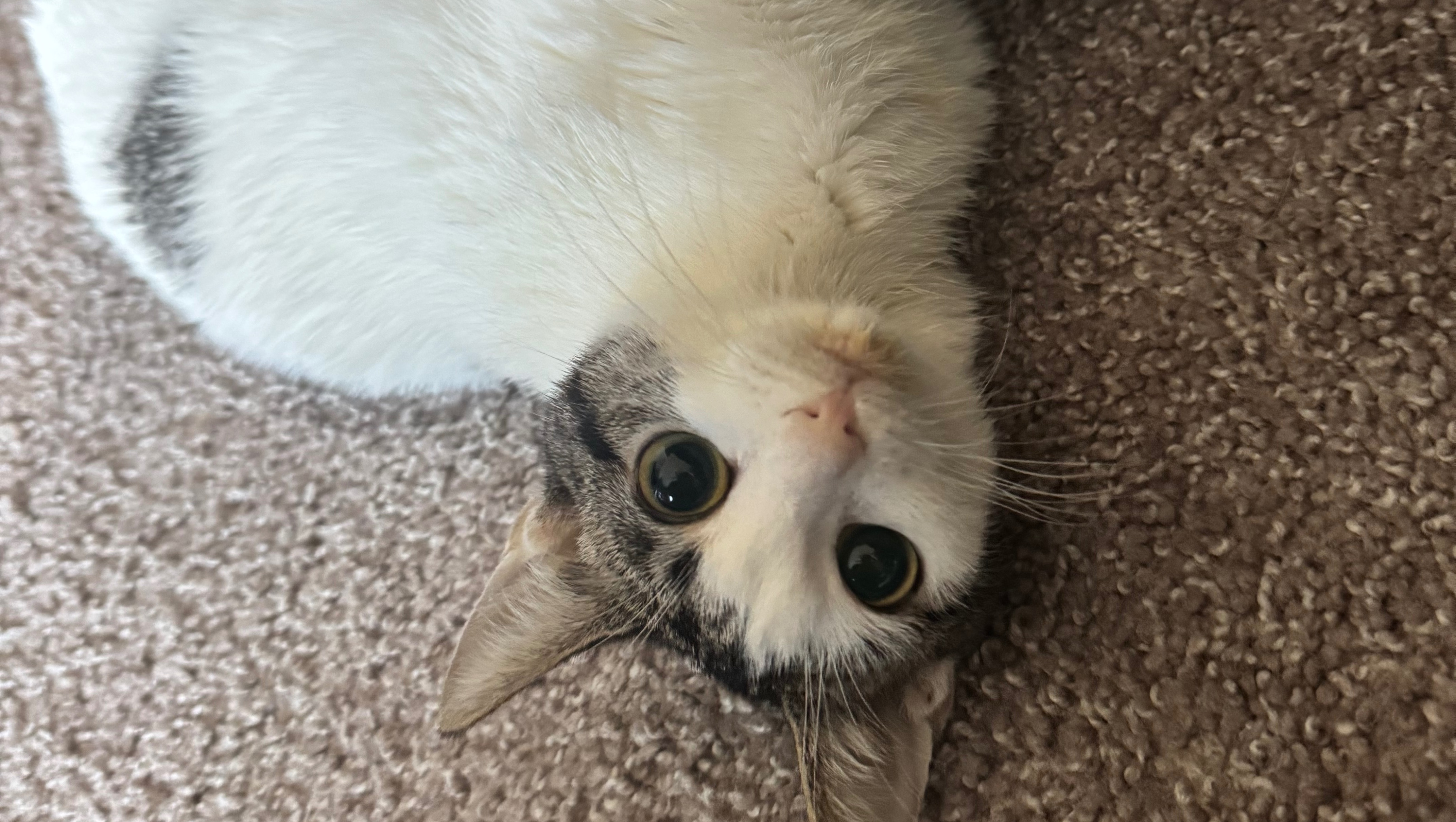 Fundraiser by sonia cortez : Support Rainn's Fight Against FIP