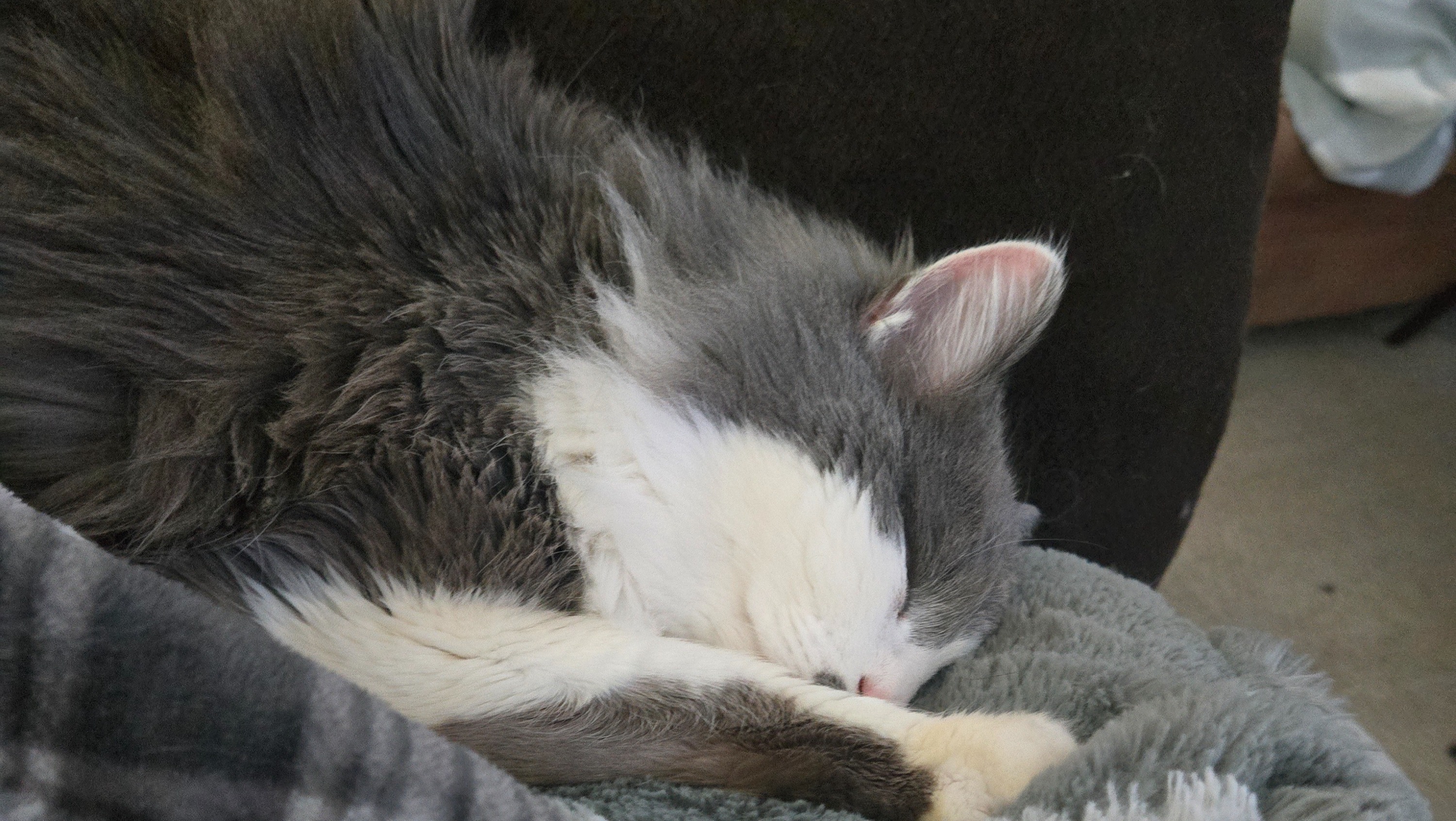 Fundraiser by Kieran Schaffner : Support Butters' Emergency Procedure