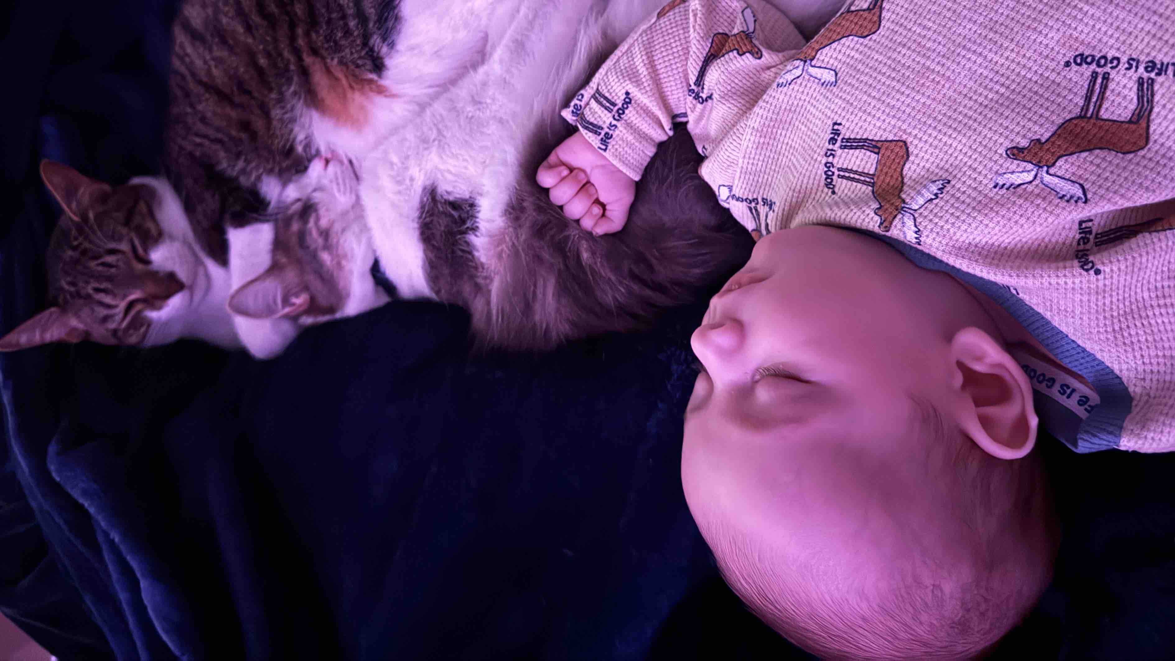 Fundraiser by Shannon Hubbard : Support Milo's Urgent Vet Care