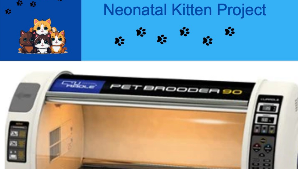 Fundraiser by Jessica Skipper : Support Jess in Saving Neonatal Kittens