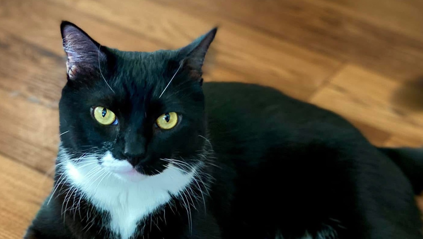 Fundraiser for Joshua Rhoton by Betsy Elrod : Leo’s Medical Expenses