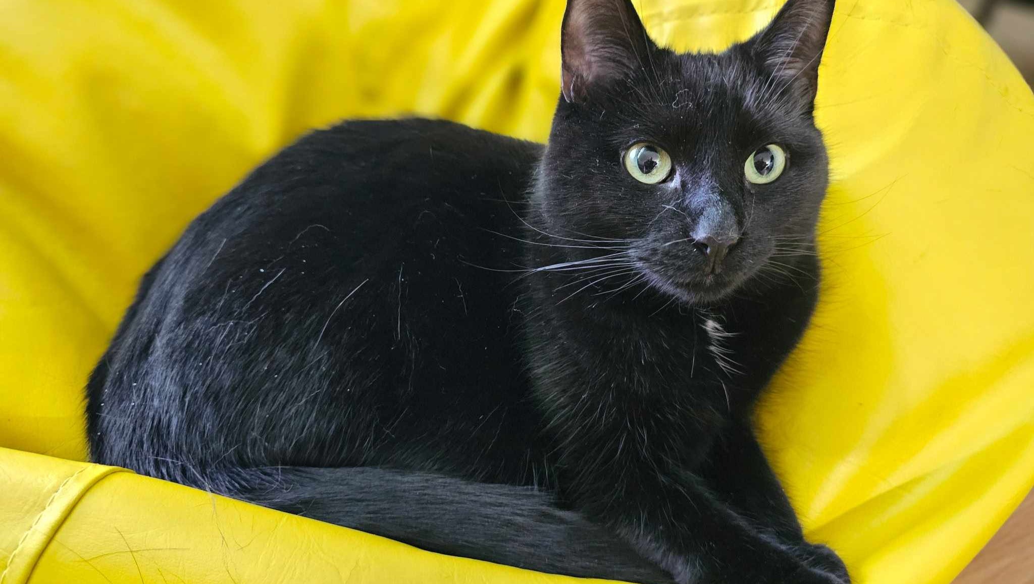 Fundraiser for Nicole Norris by Taryn Lee : Loloe's Surgery