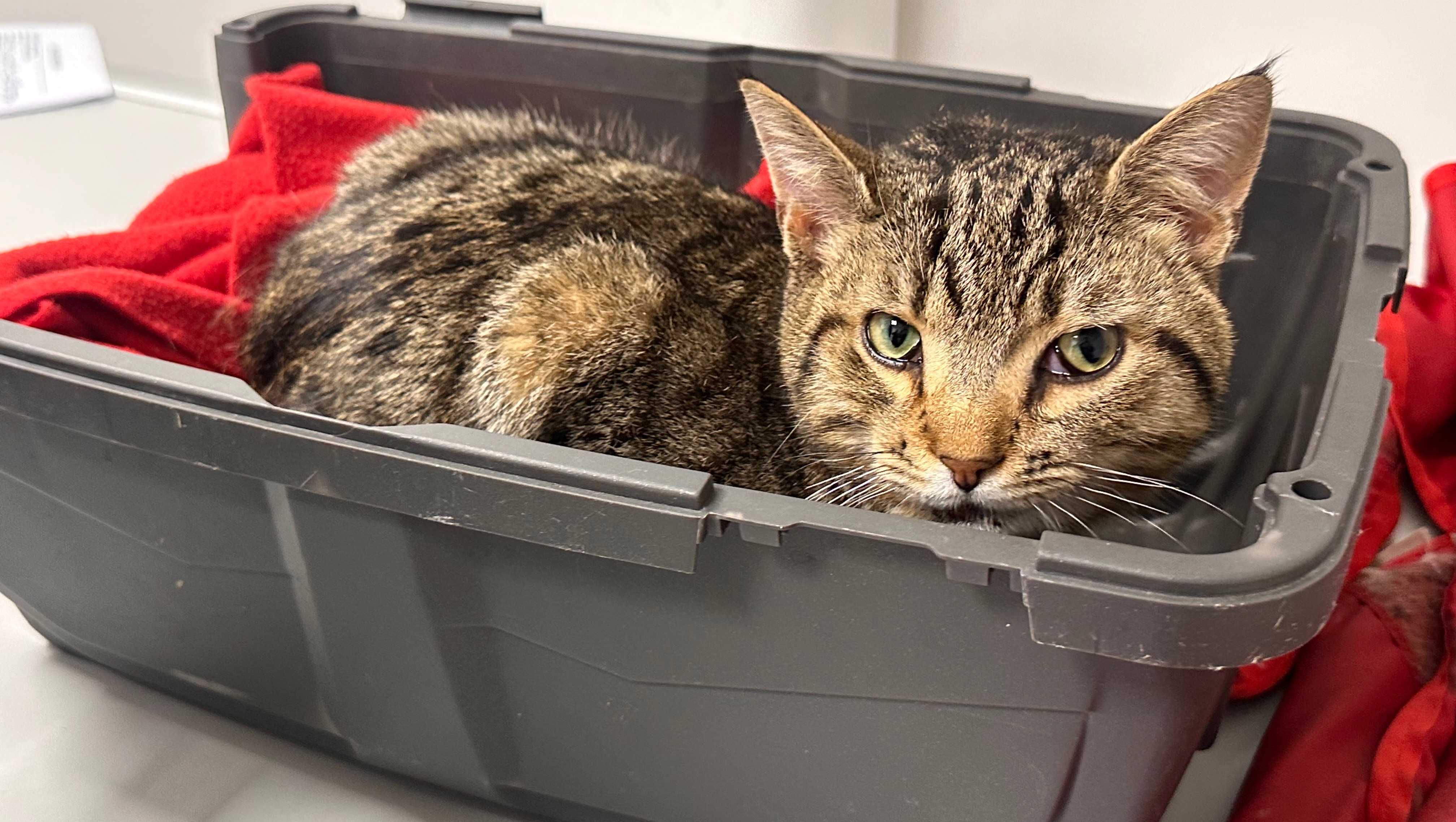 Fundraiser by Riflessifoto Salvo Miano : Leo , gattino di circa 7 mesi ...