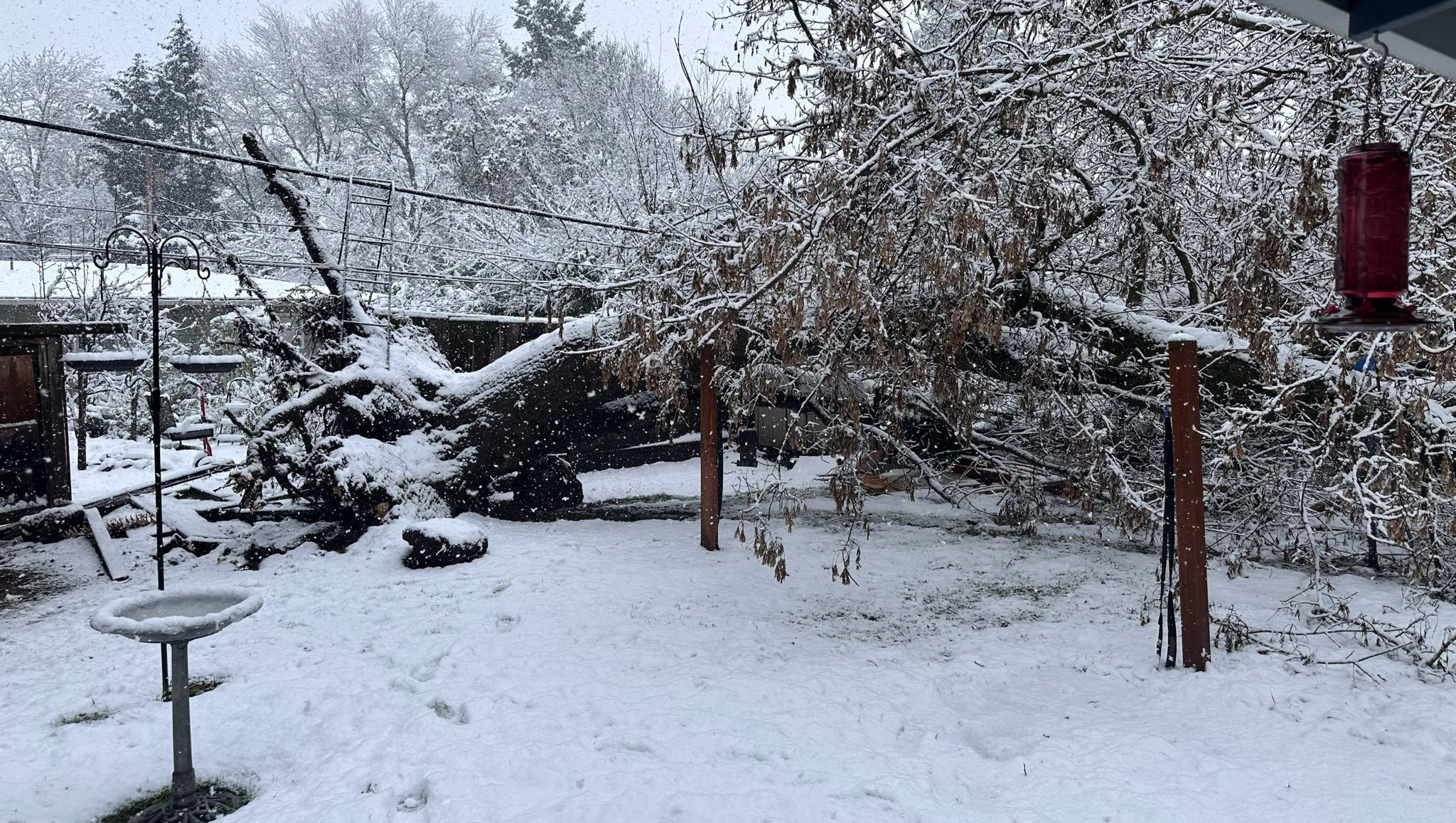 Fundraiser by Nicole Hatch : Help the Hatch Family After Tree Damage