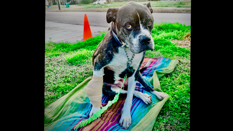 Fundraiser by Donnie Johnson : “Help Dolphie Walk Again: Support Her ...