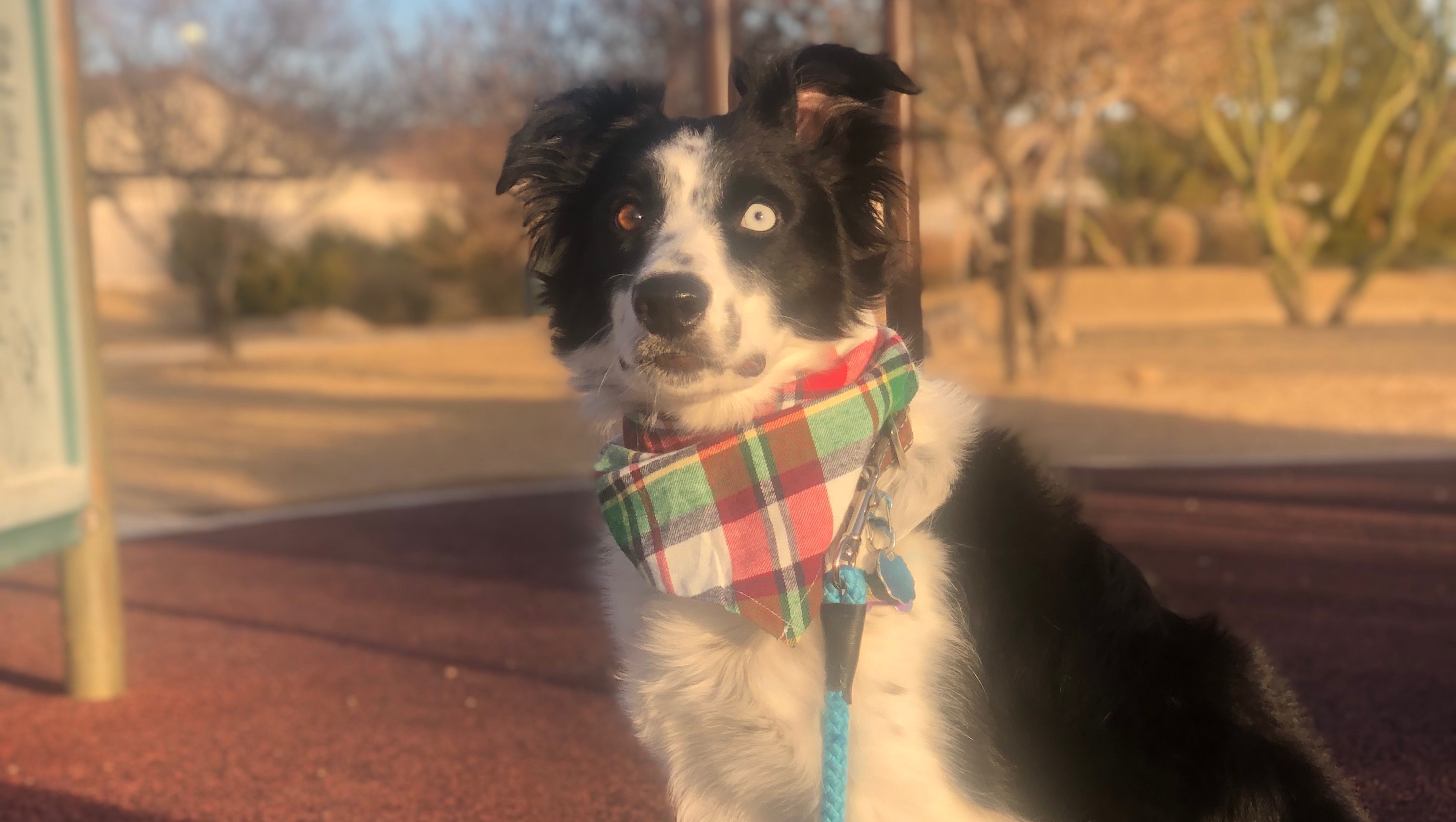 Fundraiser by Victoria Valadez : Figaro Needs Surgery: Help Her Run Again