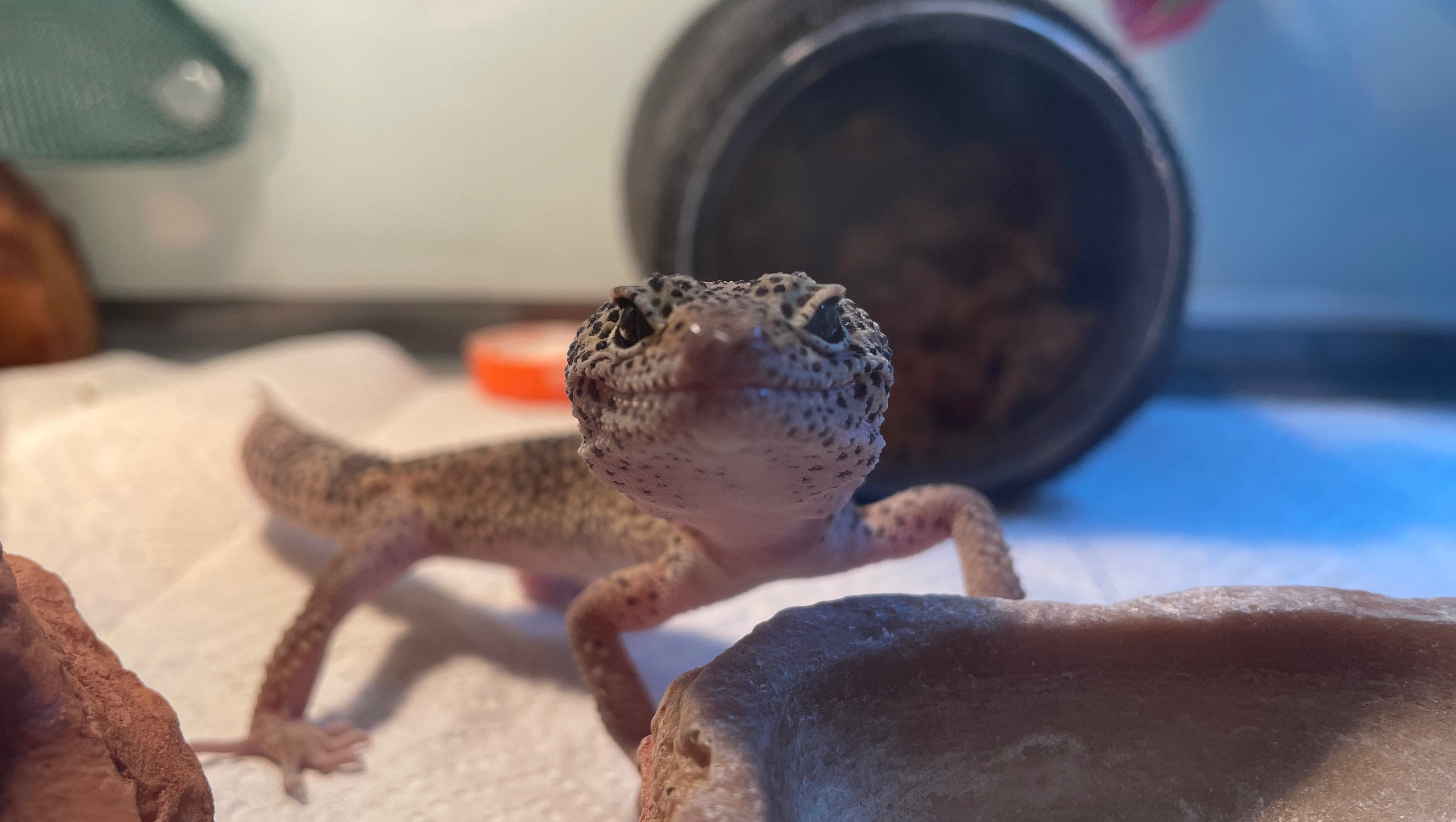 Fundraiser by Salem Carpenter : Help Taro the Gecko Get Vital Vet Care