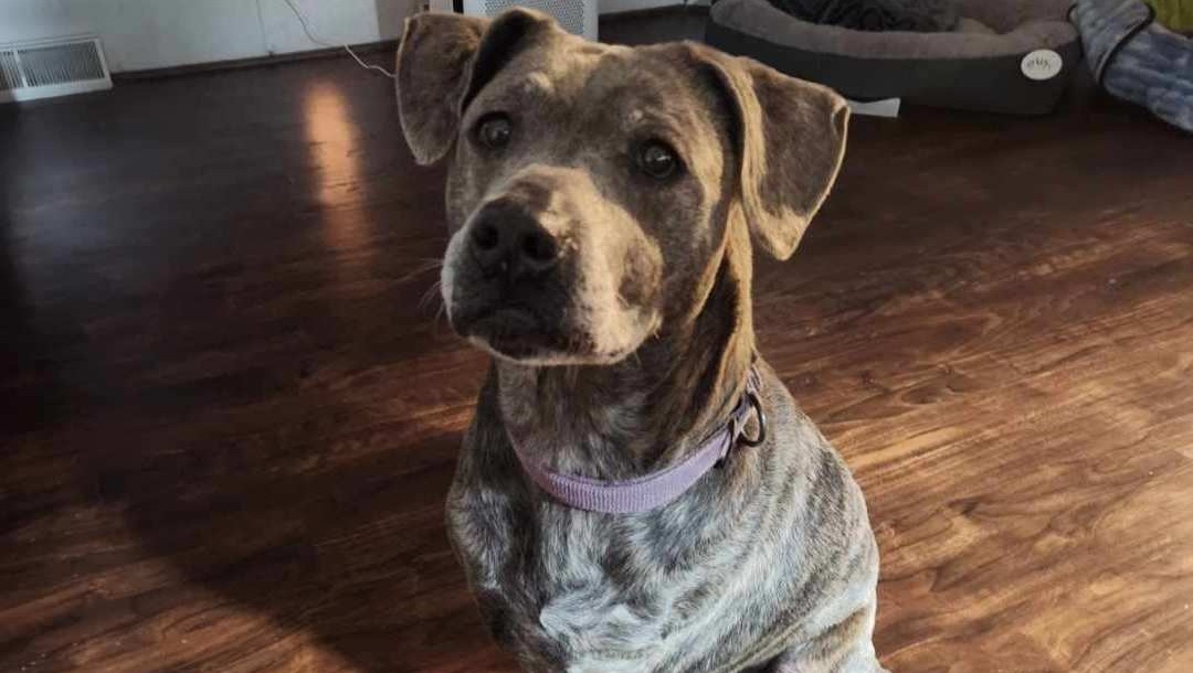 Fundraiser by Cynthia Chadek-Walker : Help Lt Dan get the surgery she ...