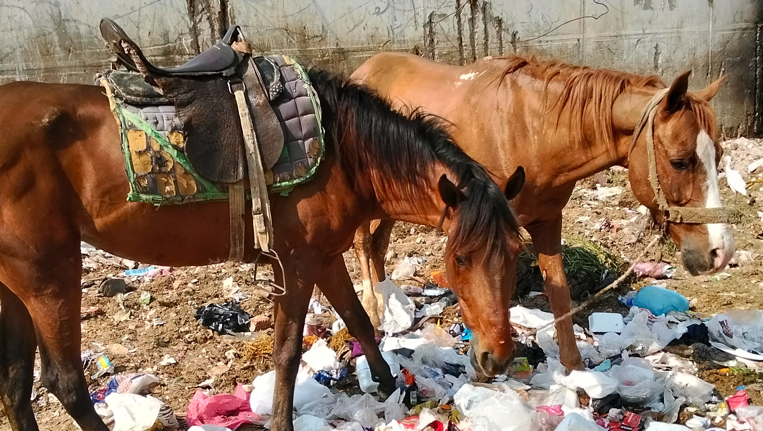 Fundraiser by Joke Van Der Post : The tourist horses of Egypt